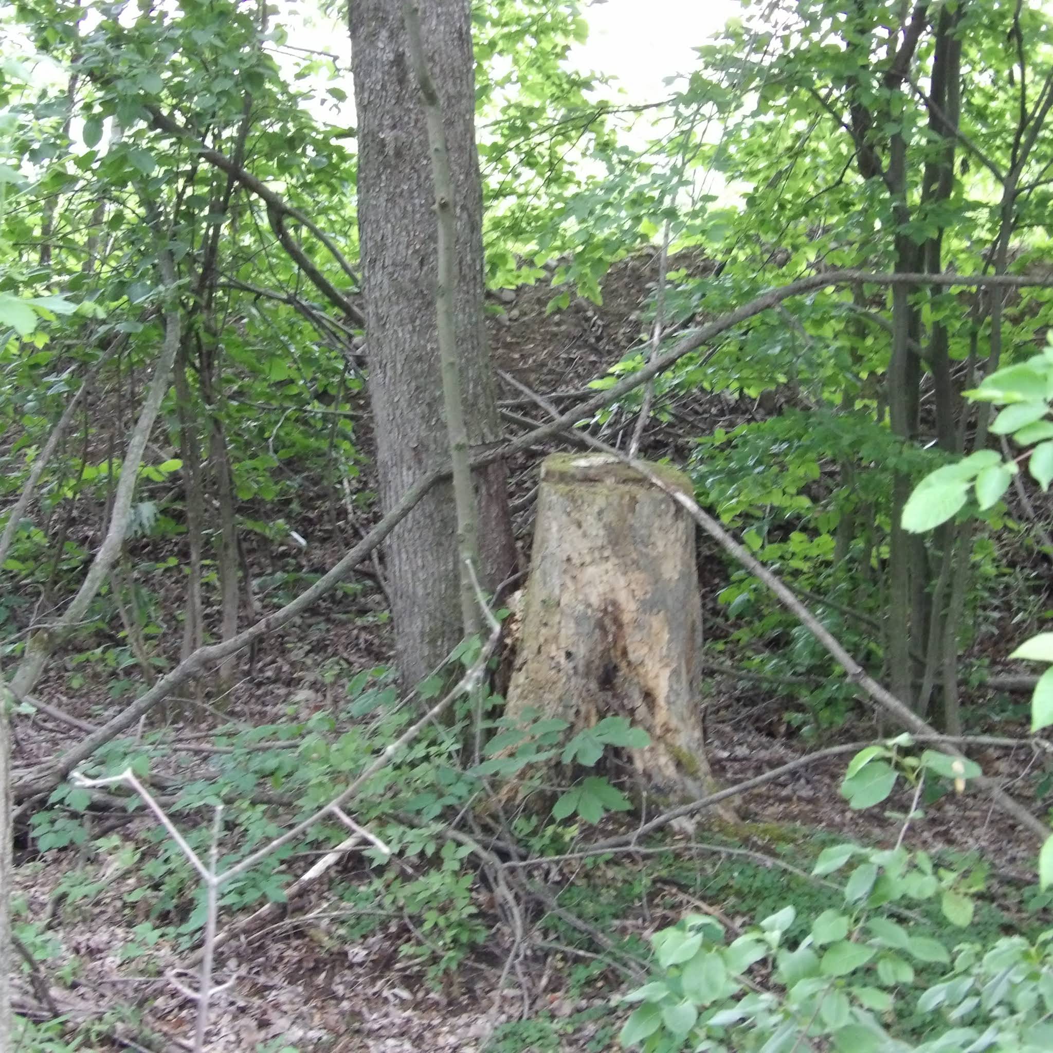 Post from Debra Mosley ~ Upstate, N.Y. Sabe