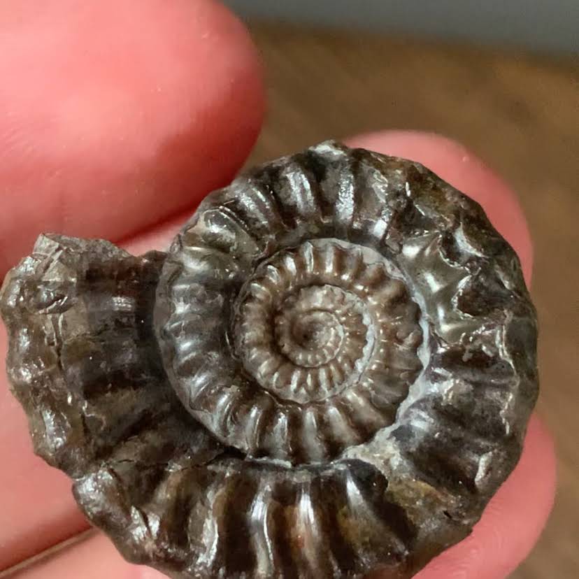 Post from Forgotten Fossils