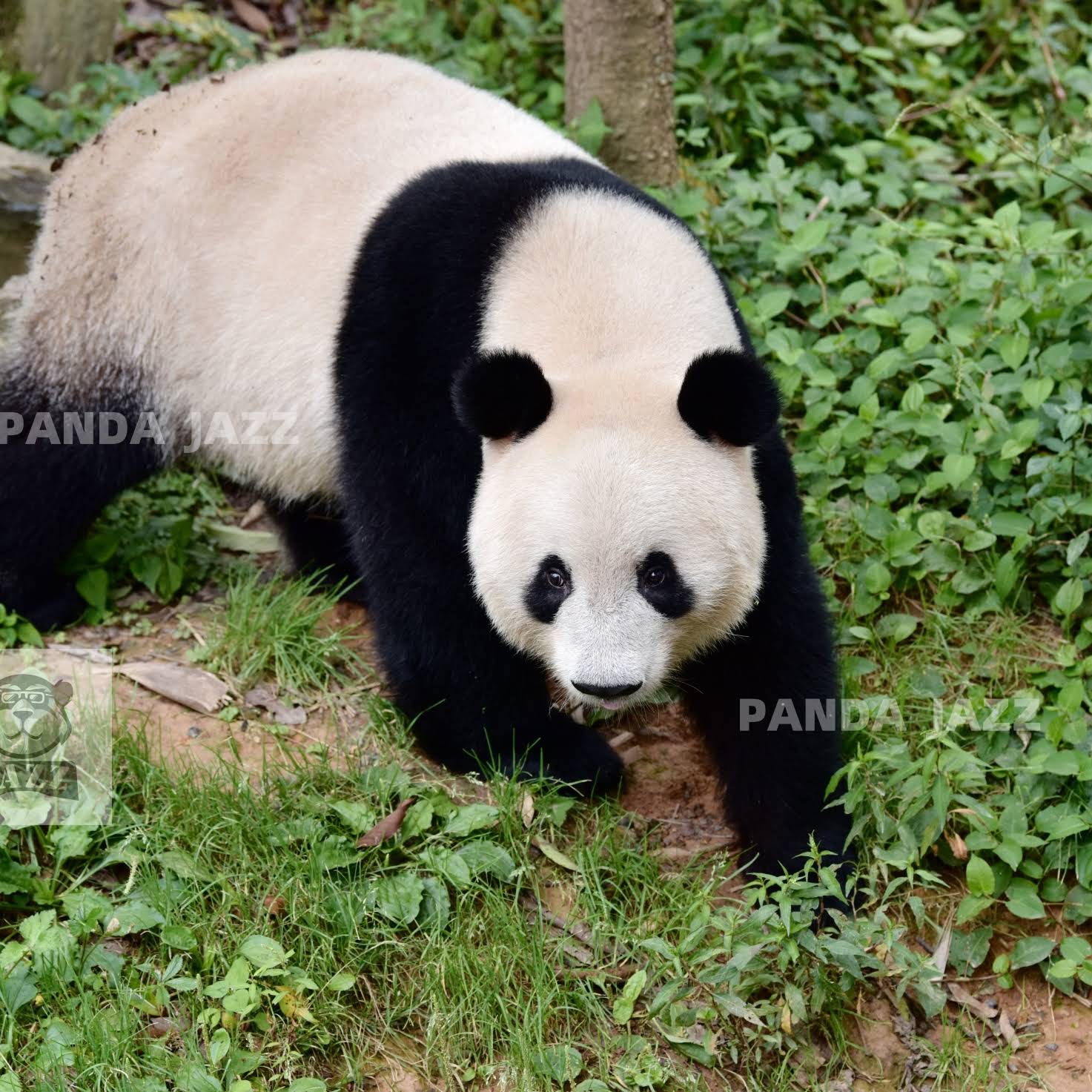 Post from PANDA JAZZ