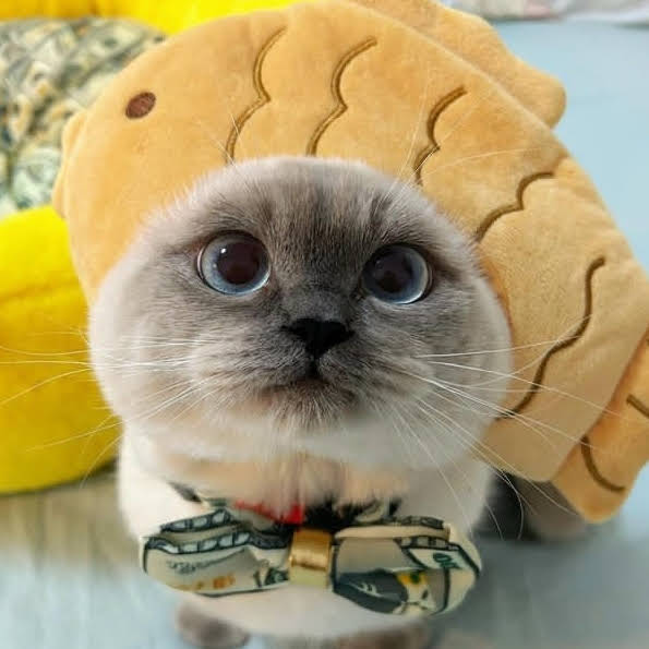 Post from Cuty Kitty