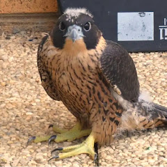 Lady Hawk YouTube Statistics & Estimated Earnings - VidMaestro