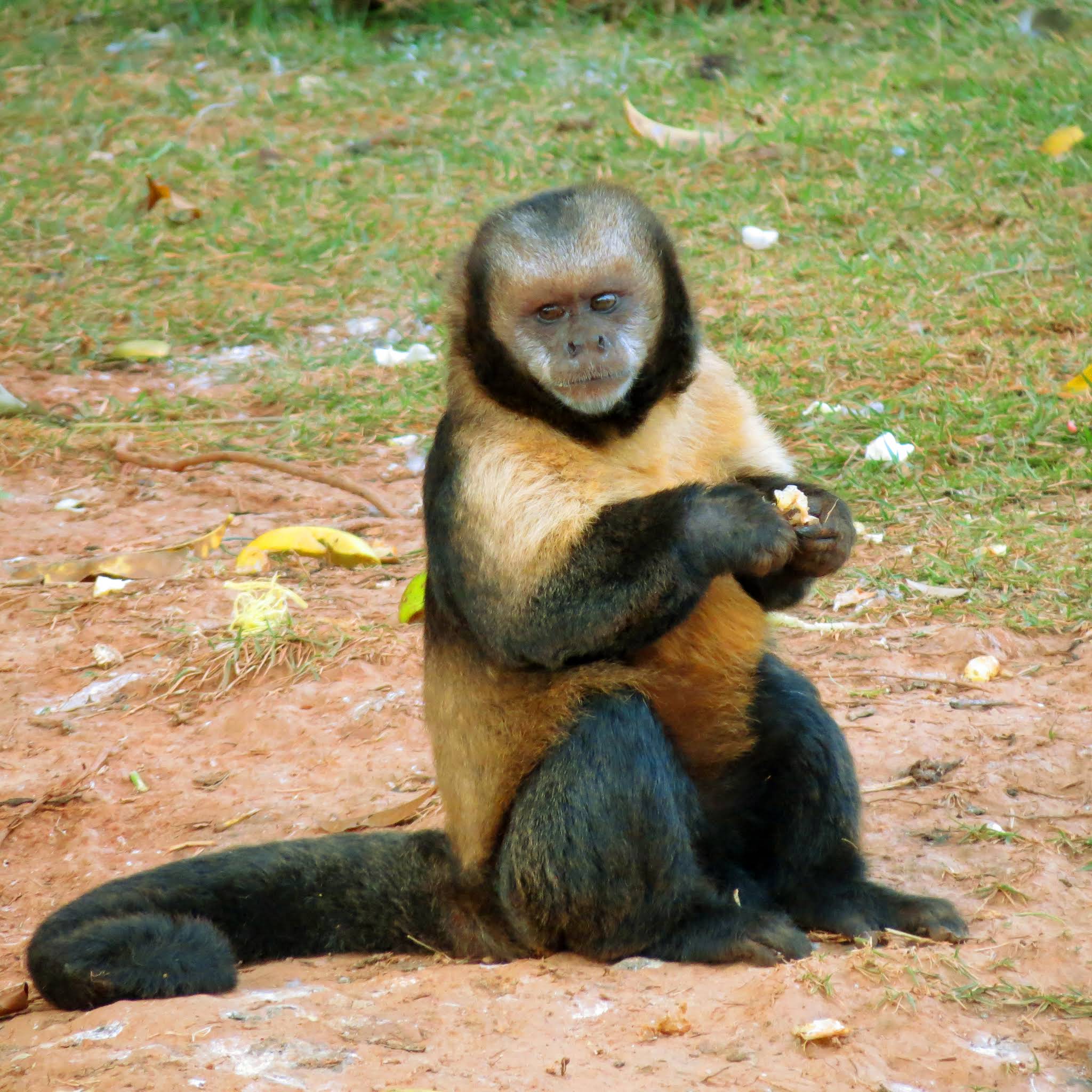 Post from Duelo Animal