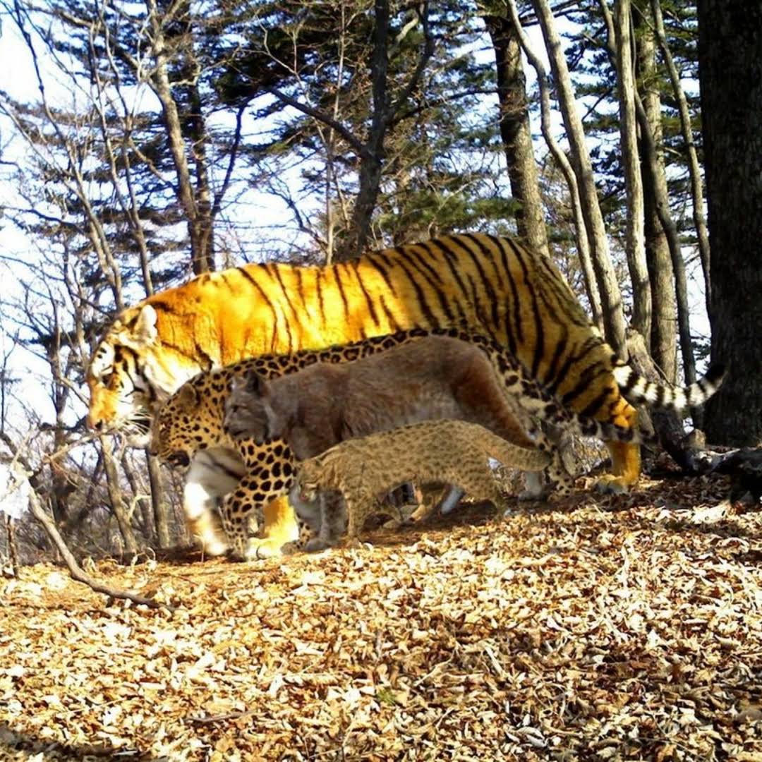 Post from Tiger TeamWork