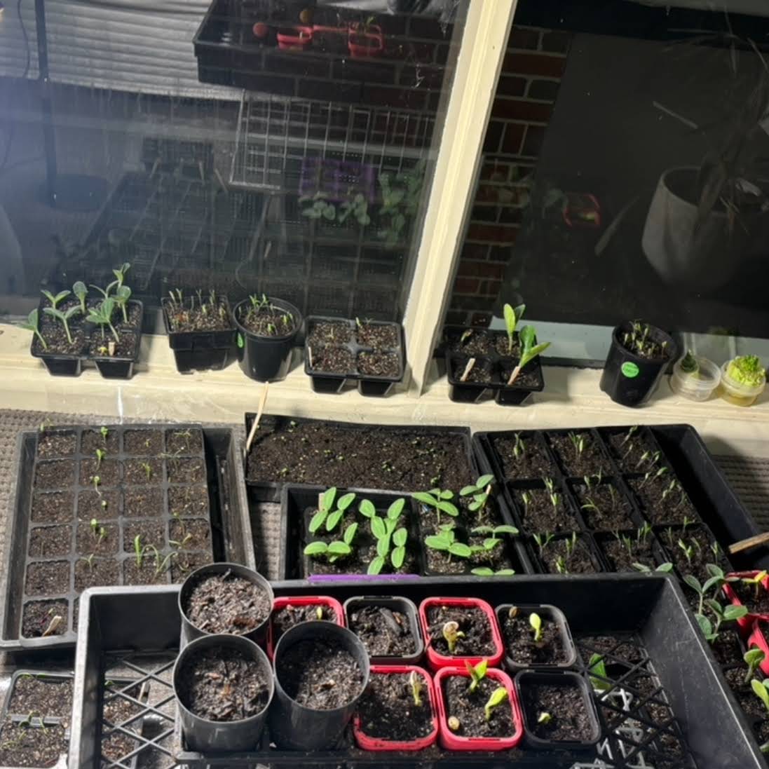 Post from Aussie Green Thumb Reporter - Christie Cooper