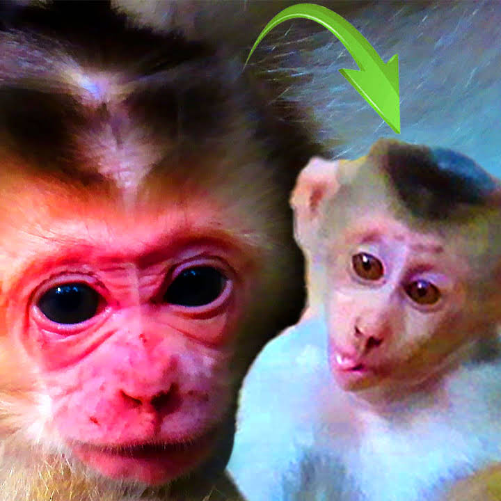 Post from SH animals