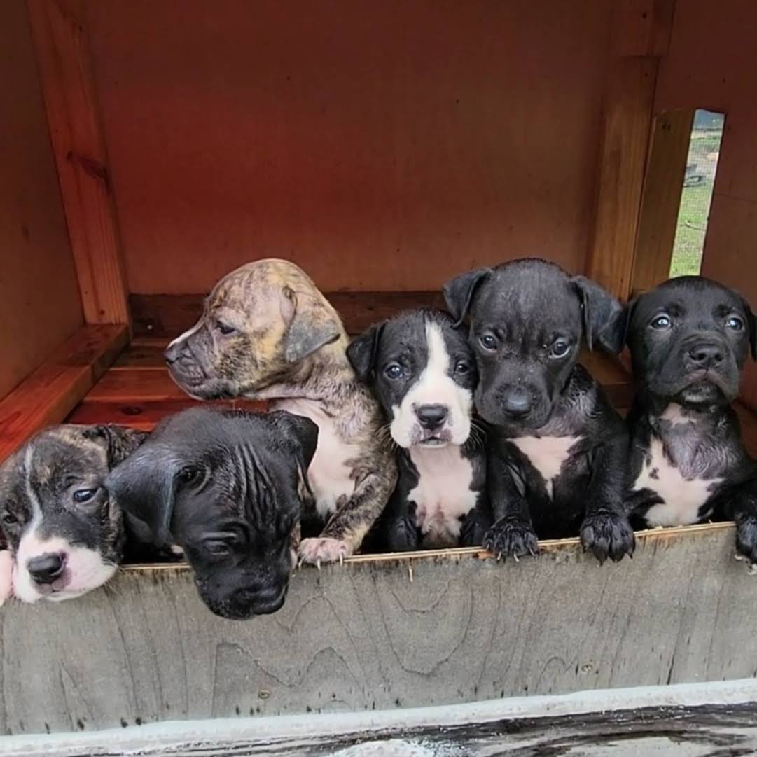 Post from Thompson Kennels