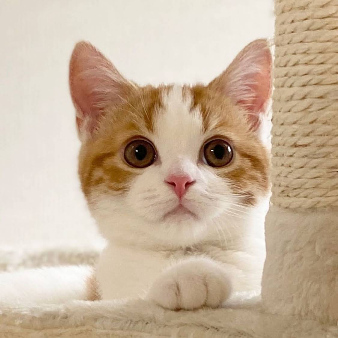 Post from Cuty Kitty
