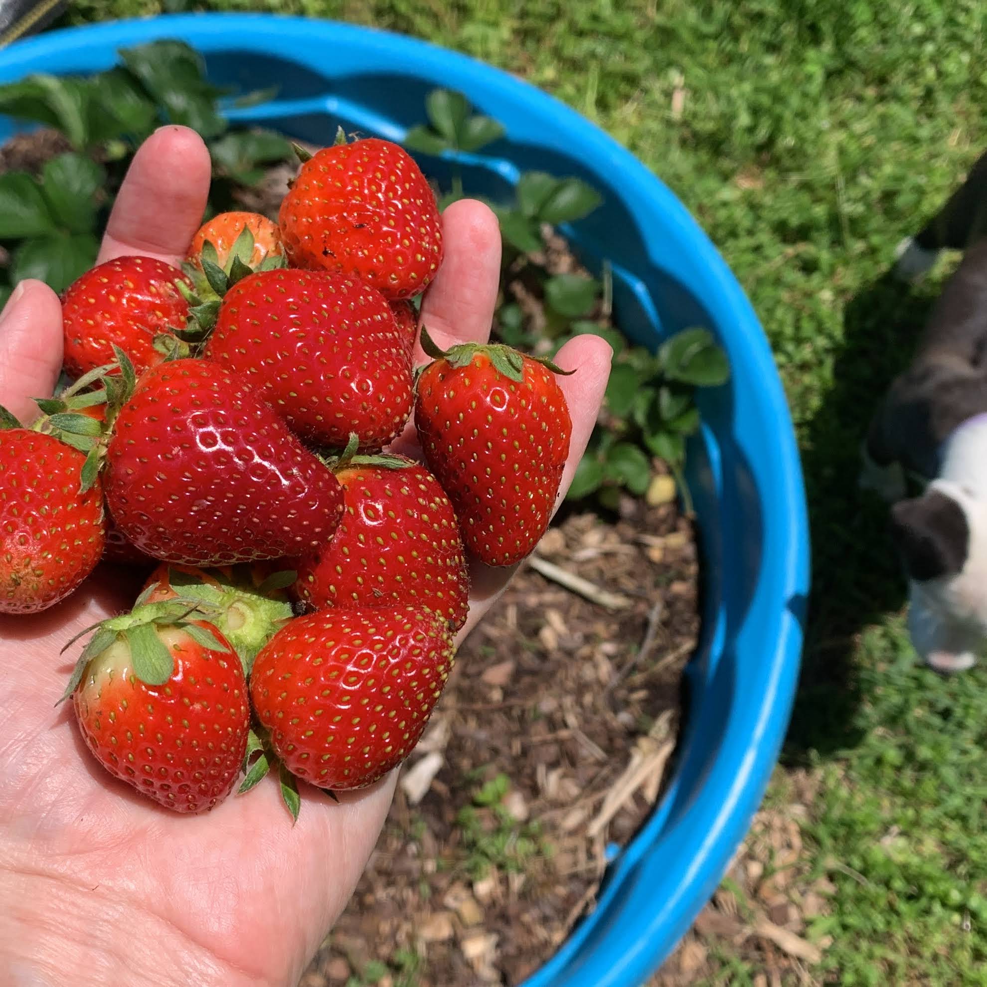 Post from Appalachia's Homestead with Patara