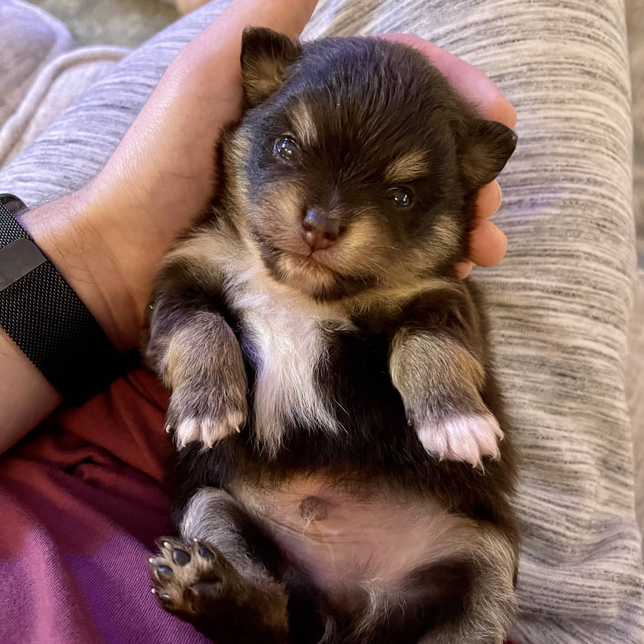 Post from MicroGuardian