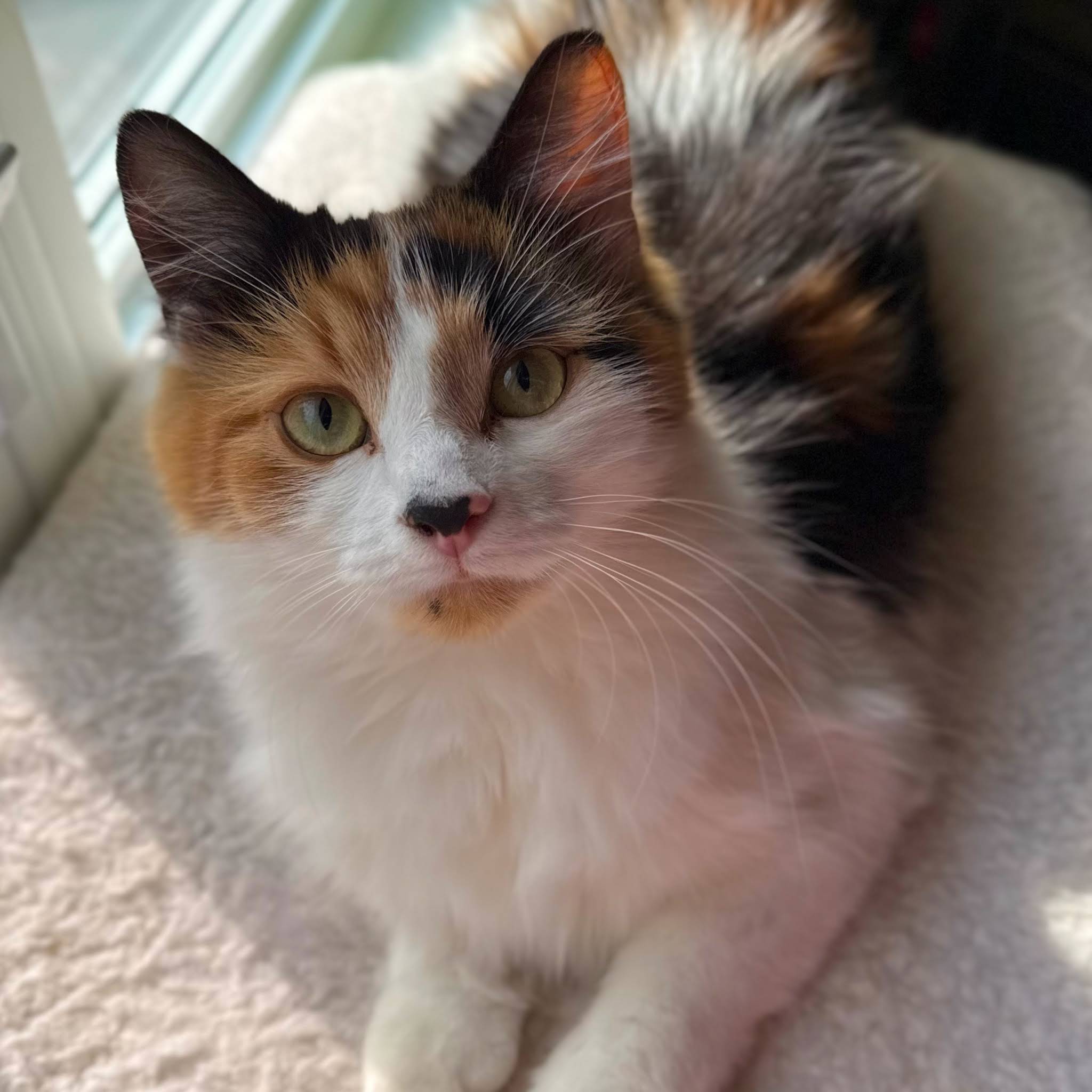 Post from The Oreo Cat