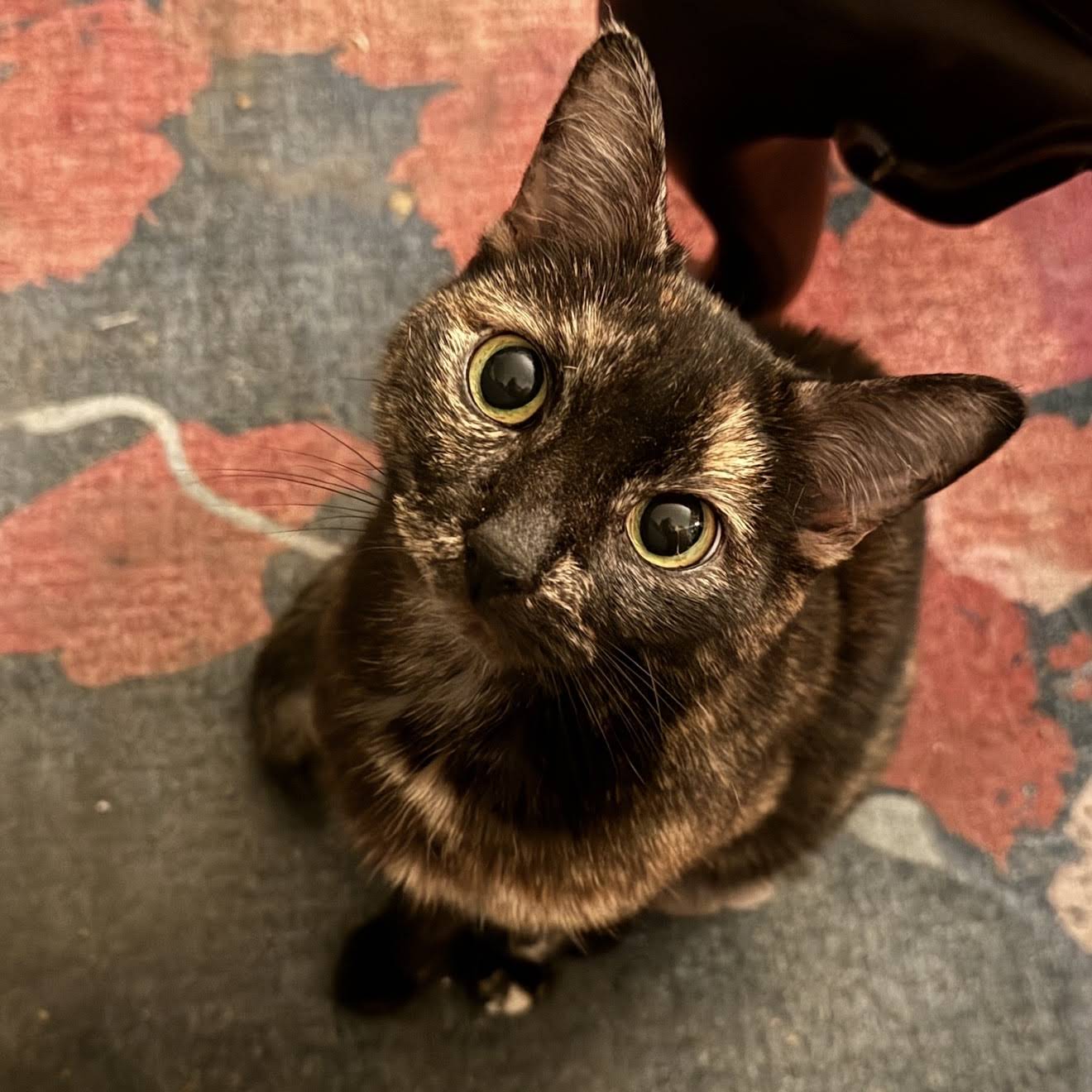 Post from Mauren | Cat Lady Tails