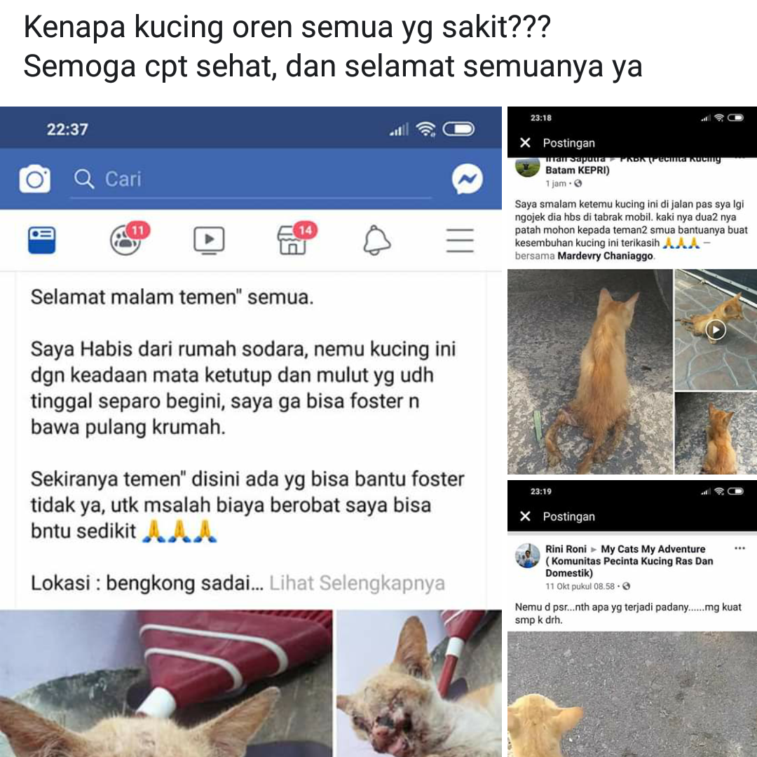 Post from Dipa Cat