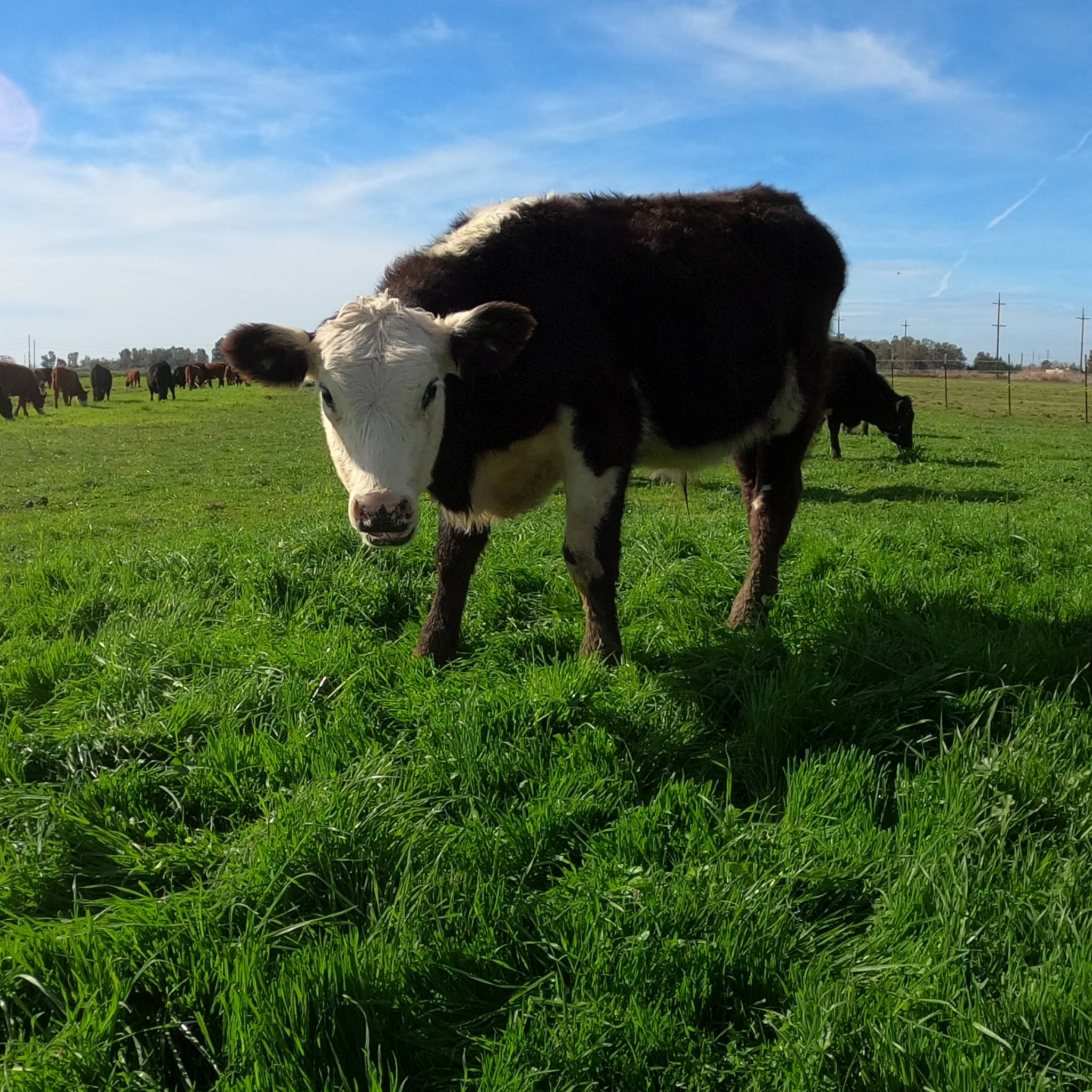 Post from Farmer Tyler Ranch