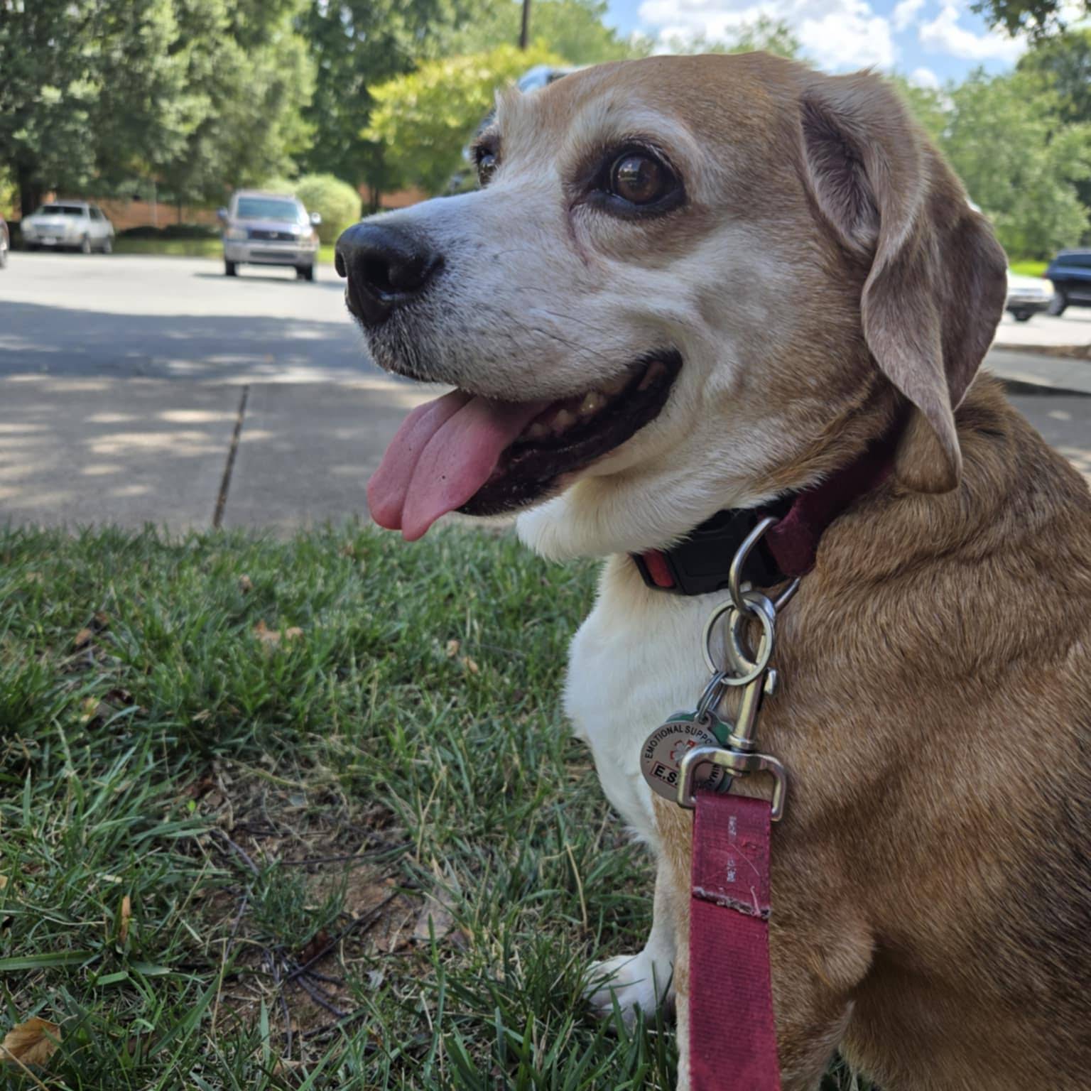 Post from I'm a Wife and a Beagle Mom.