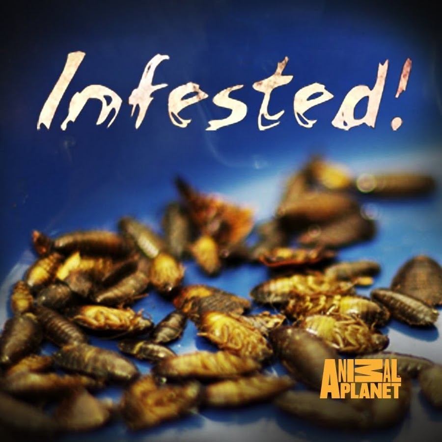 Infested! - YouTube