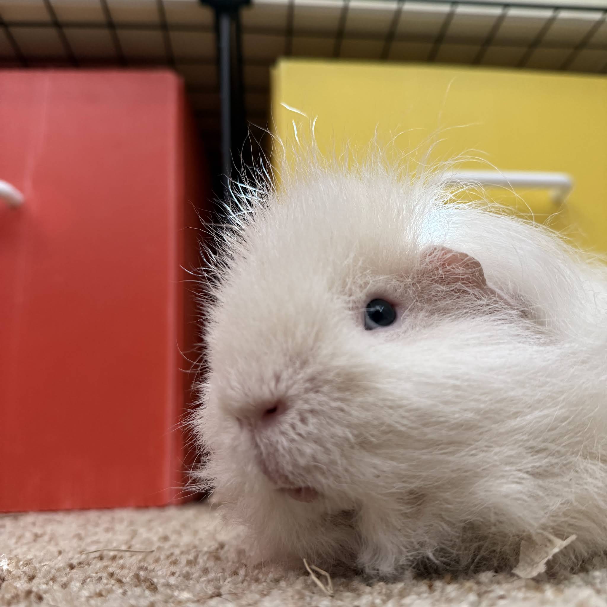 Post from Guinea Pigs Adventures