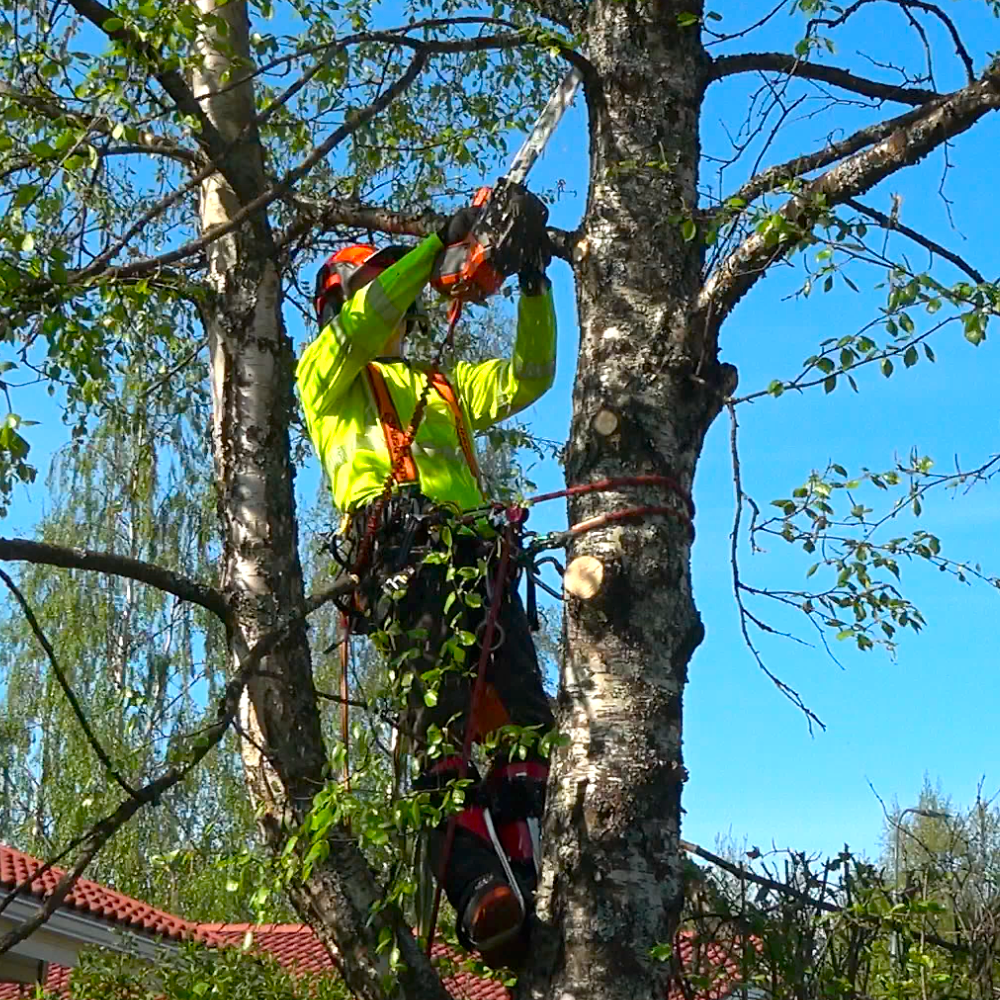 Post from Finnish Lumberjack