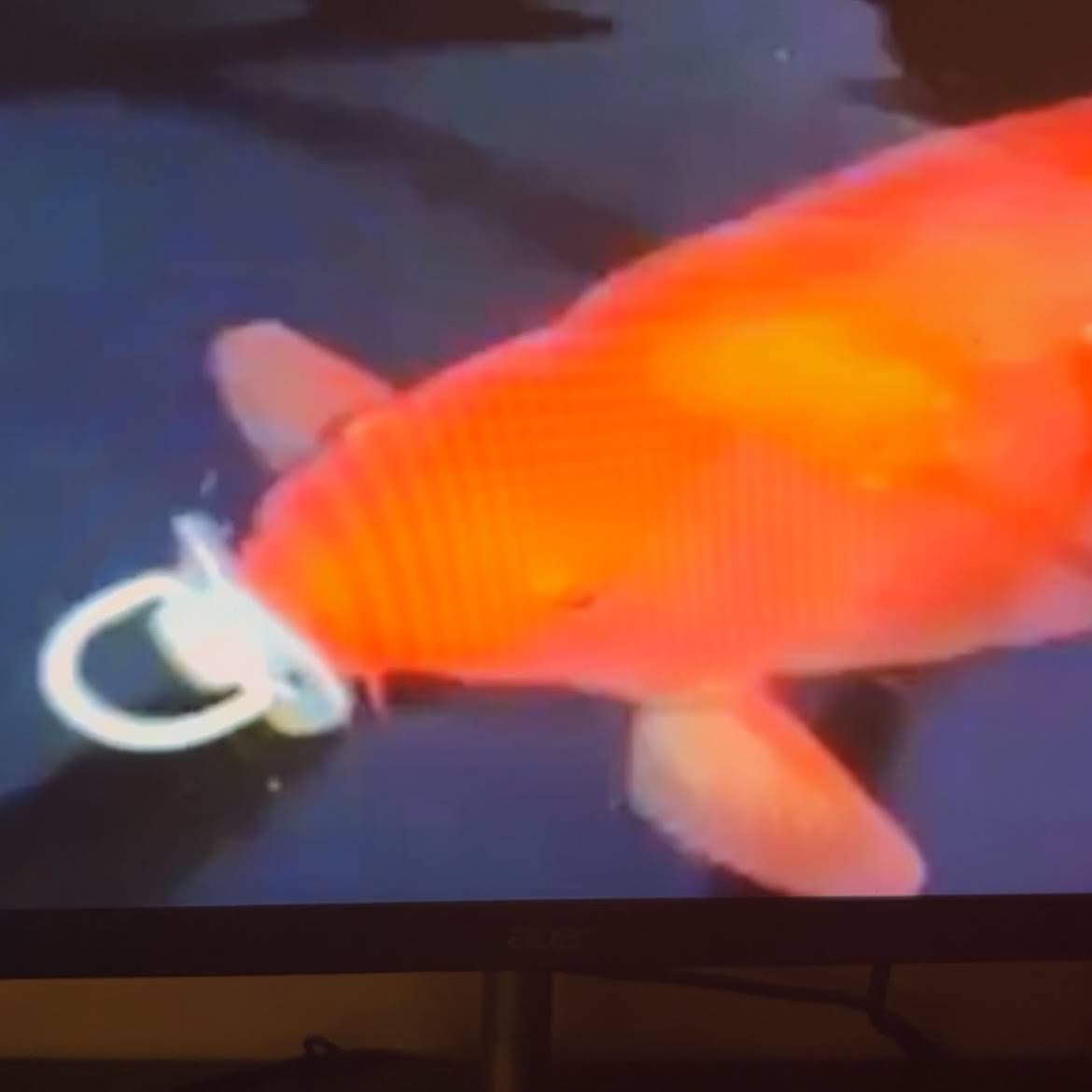 Post from fish binky