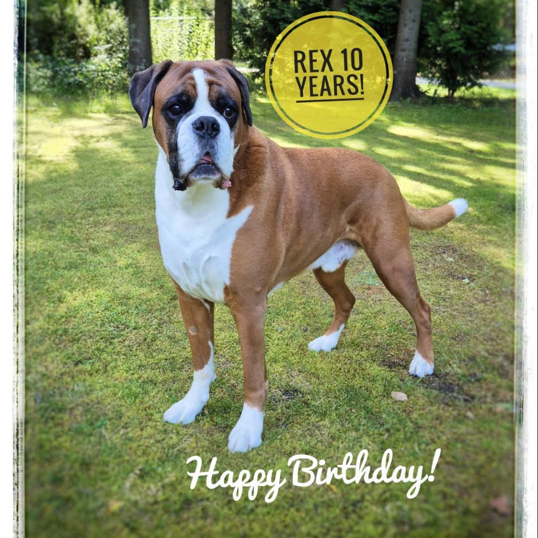 Post from BoxerRex