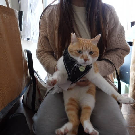 Post from How Chacha, a homeless cat ＆Rme