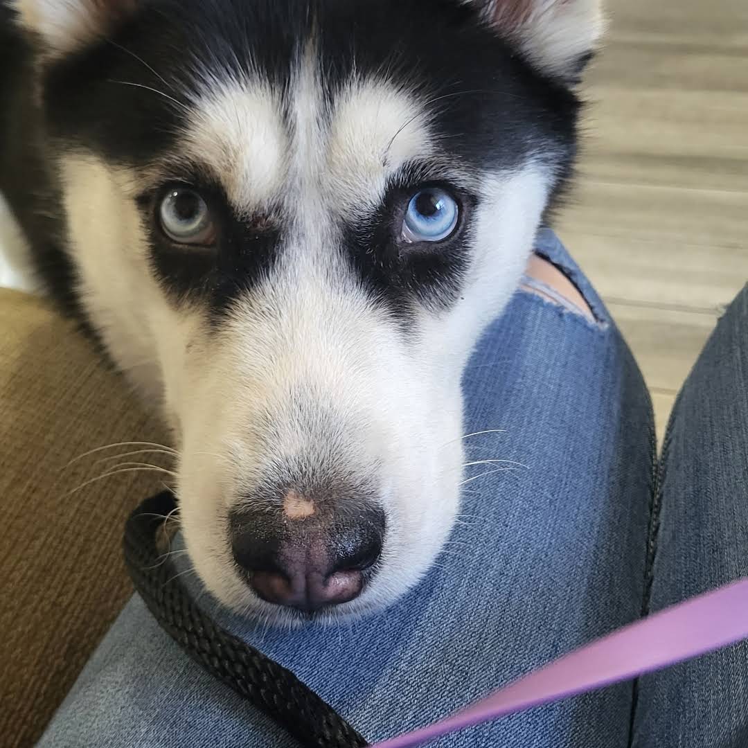Post from Moon Husky