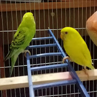 Post from Monira's vlog