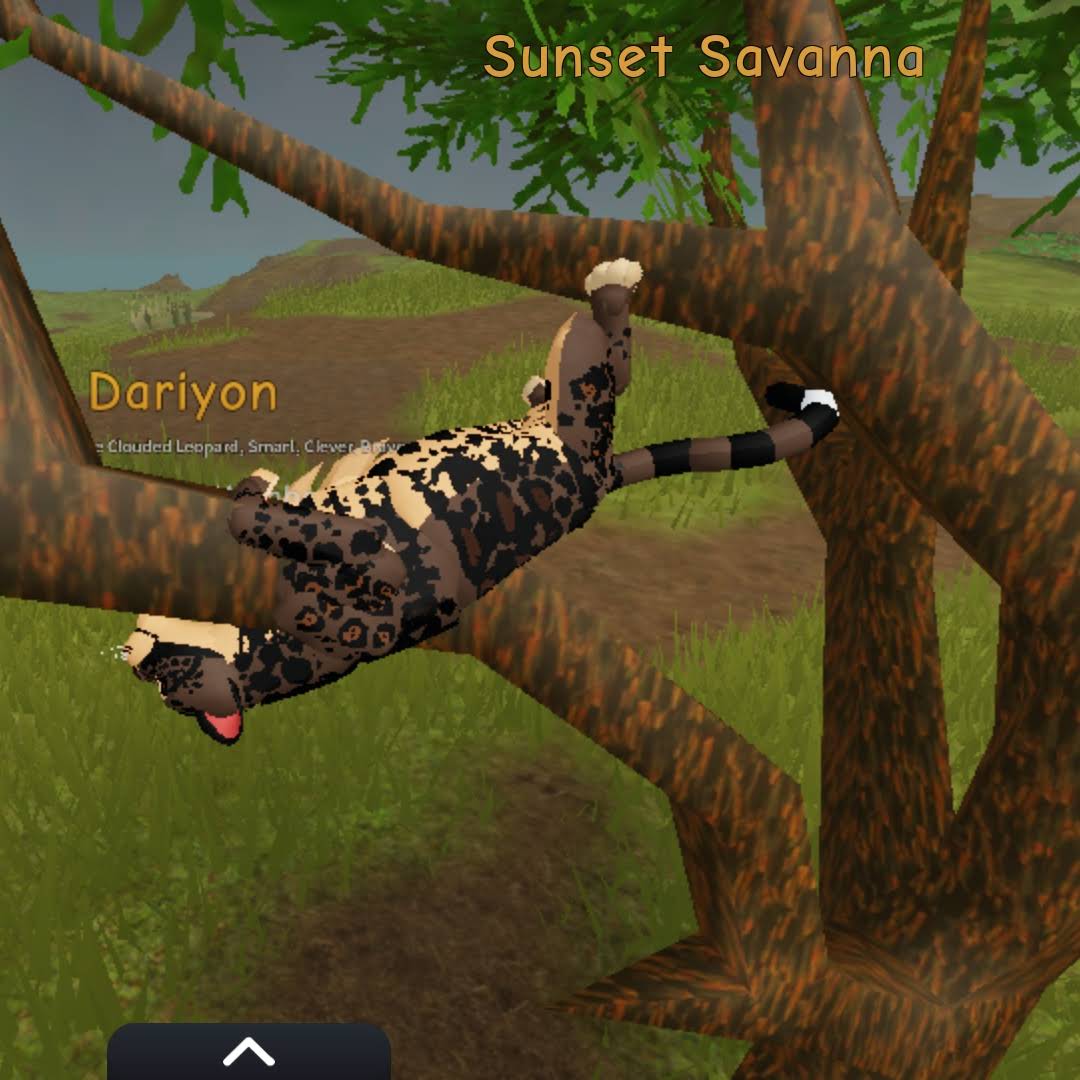 Post from Dariyon the Clouded Leopard