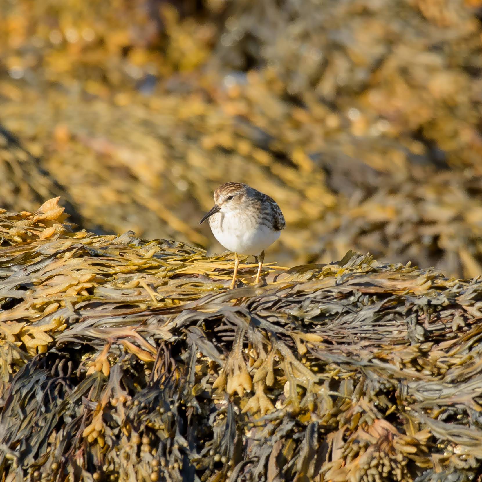 Post from Bmills Wildlife Channel. Birds, Animals and more