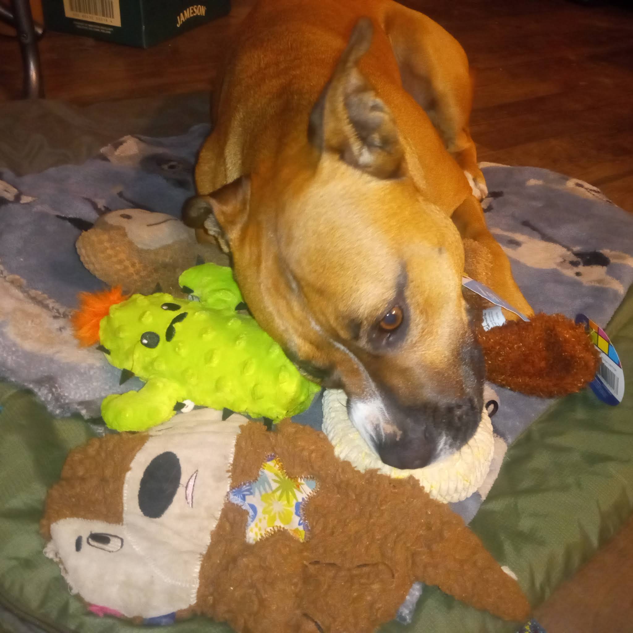 Post from Yard Buzzards