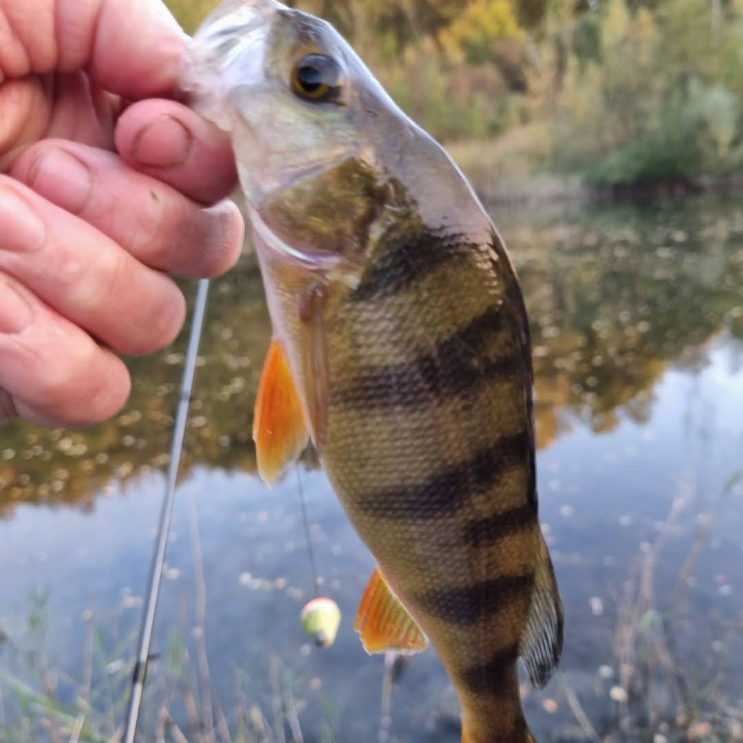Post from Bruno Fishing