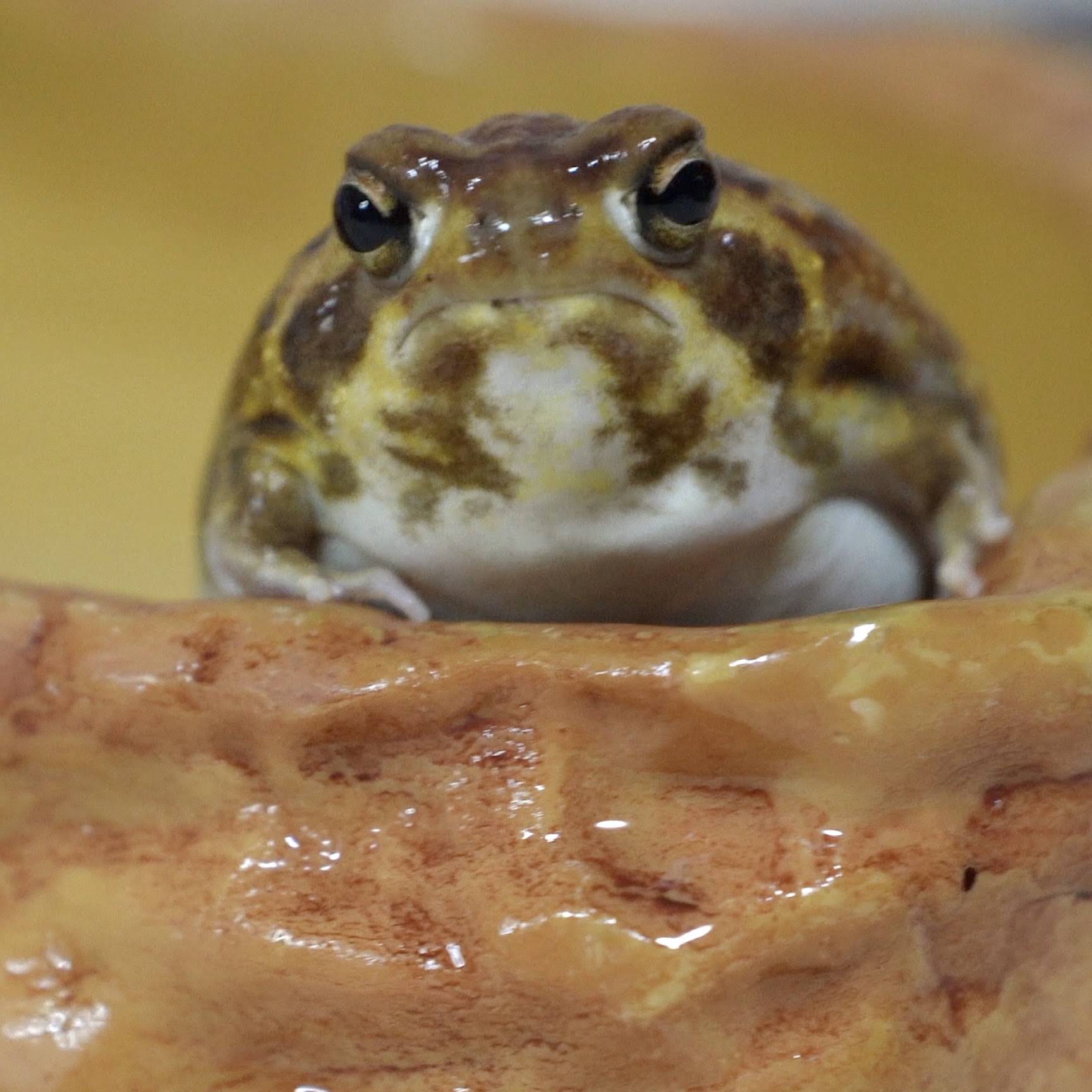 Post from Frog Pamper Moony Plus