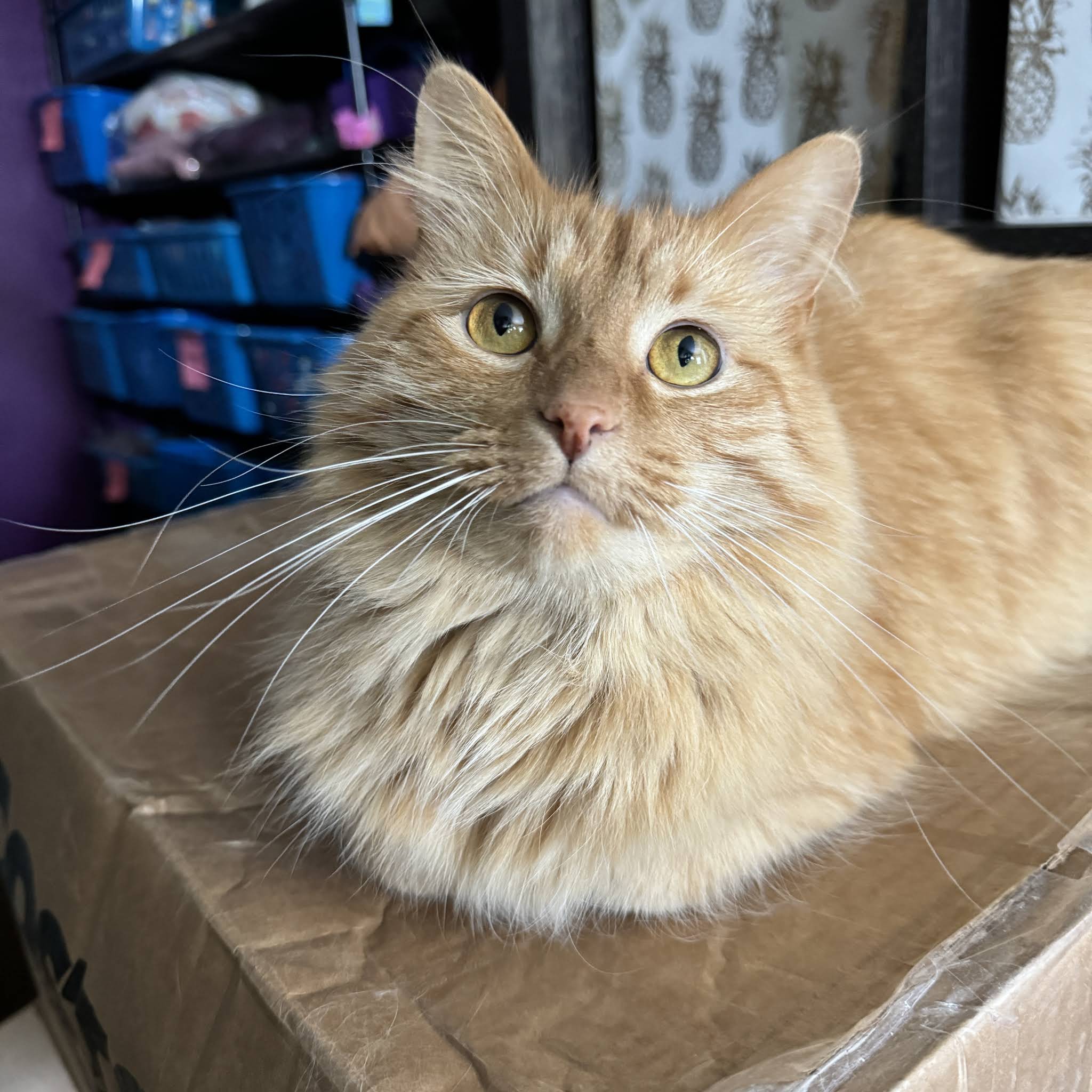 Post from Mauren | Cat Lady Tails