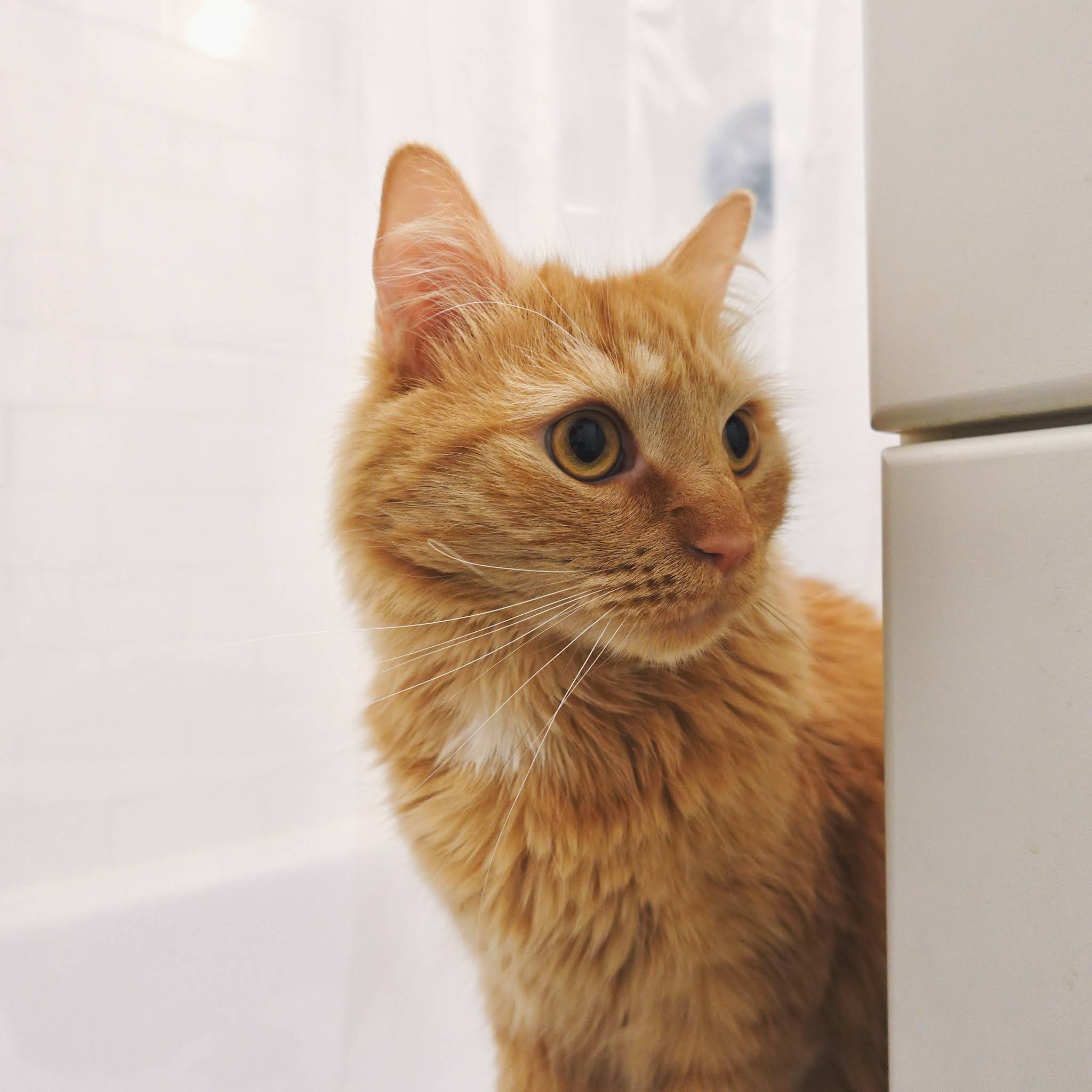 Post from Oh Charlie Cat