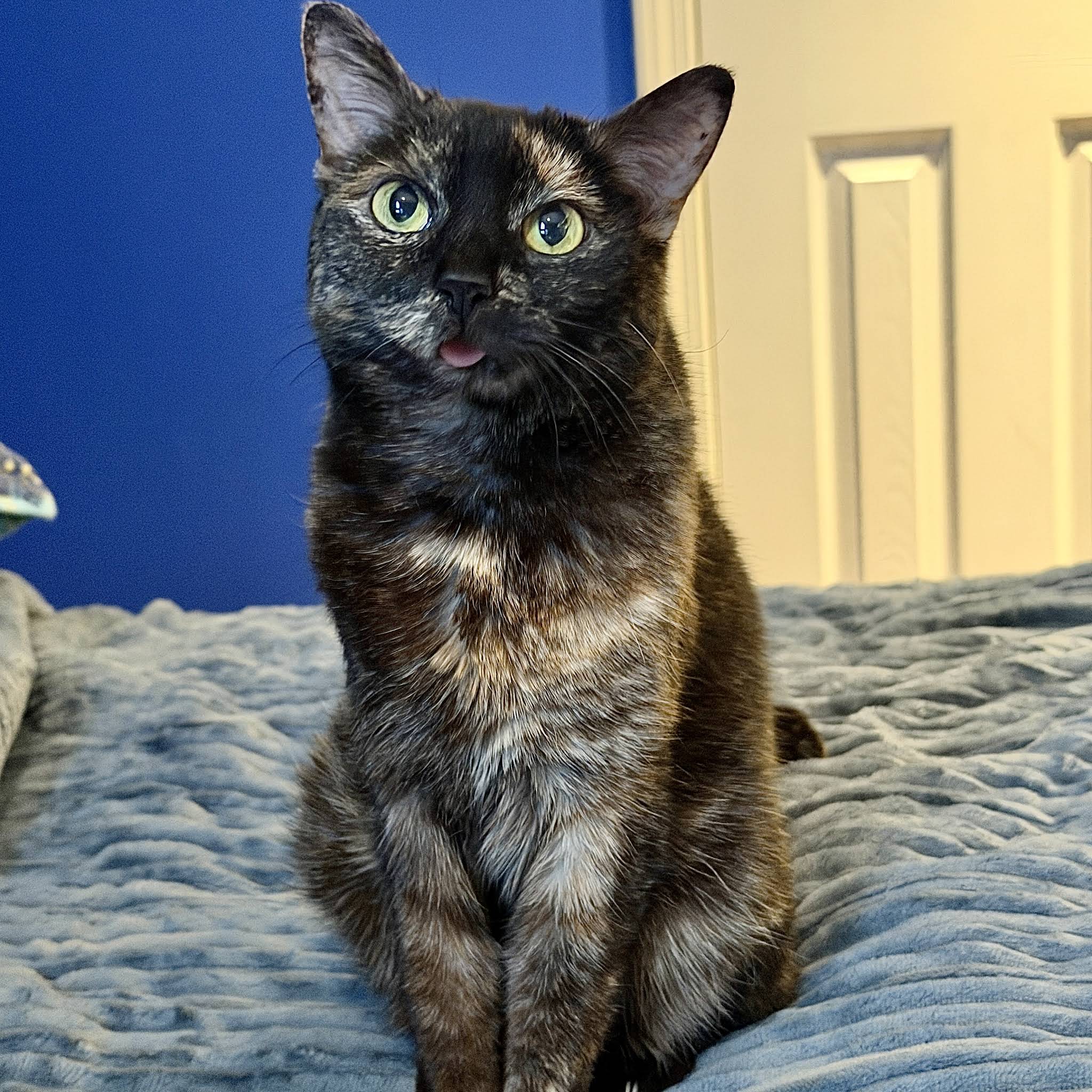 Post from Mauren | Cat Lady Tails