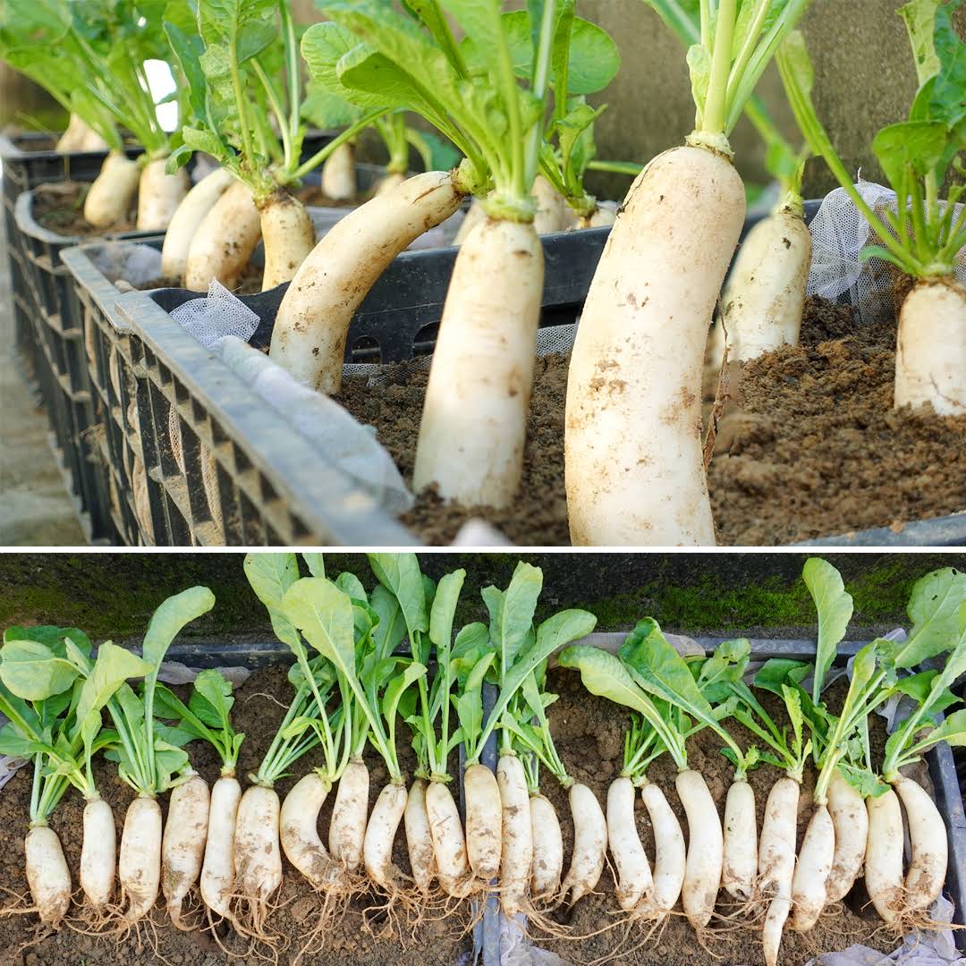 Post from TEO Garden