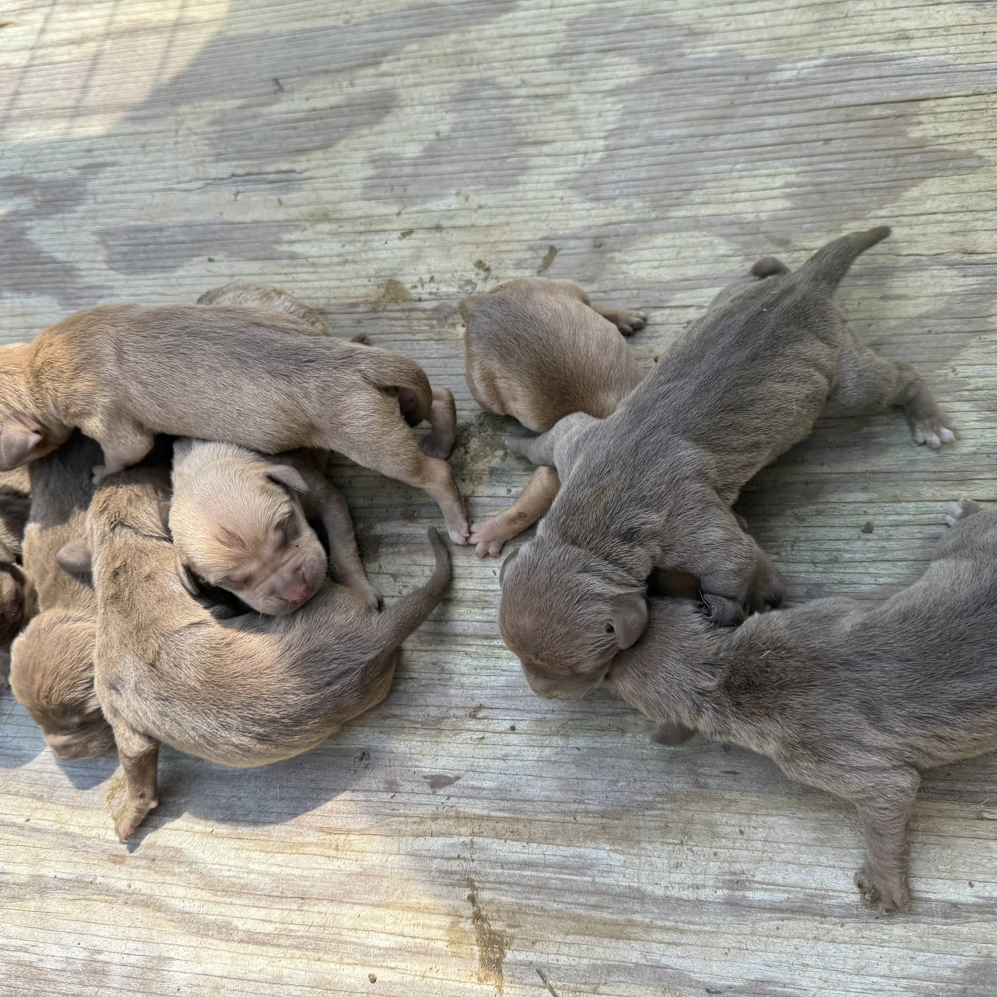 Post from Ready Red Kennels