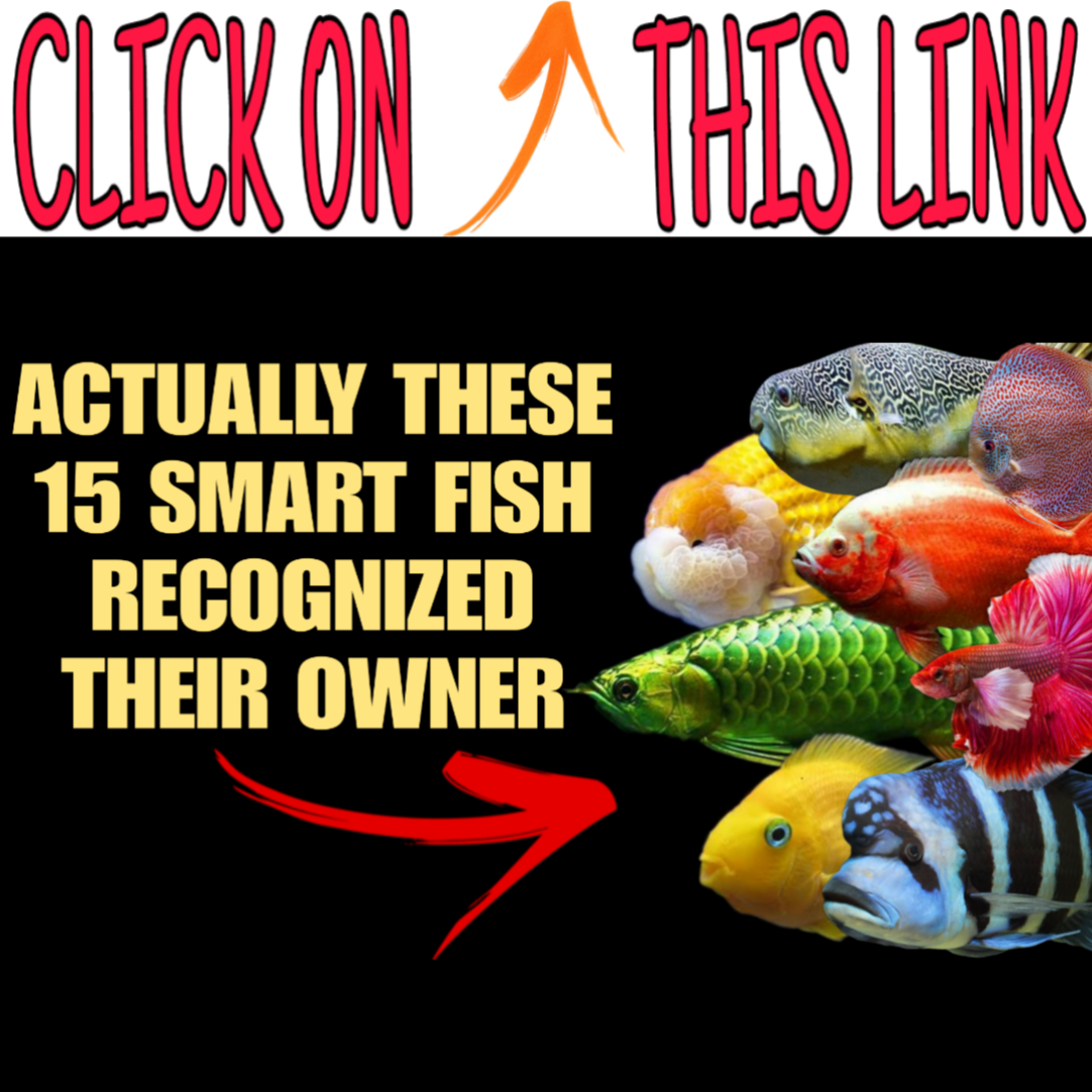 Aquarium Enthusiasts Community | Your Link to the FishFam | fishfam.link
