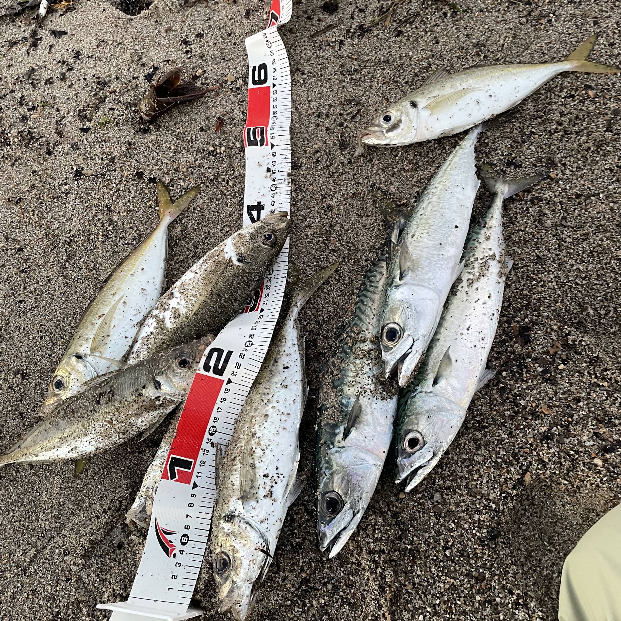 Post from mametaro ch