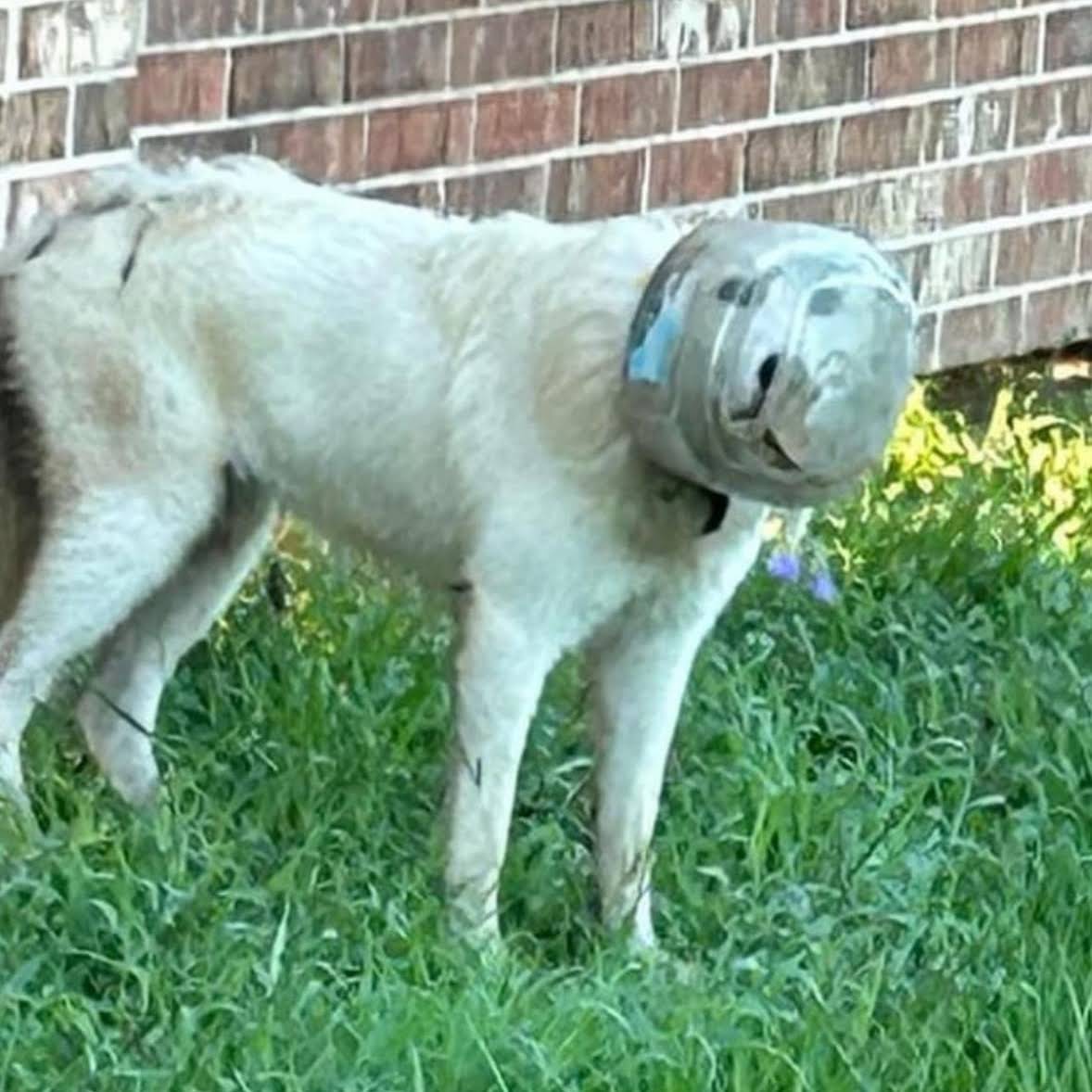 Post from We Love Animals