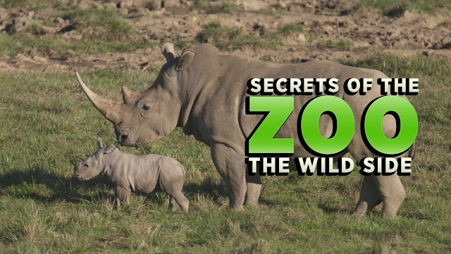 Watch Secrets of the Zoo: The Wild Side online | YouTube TV (Free Trial)