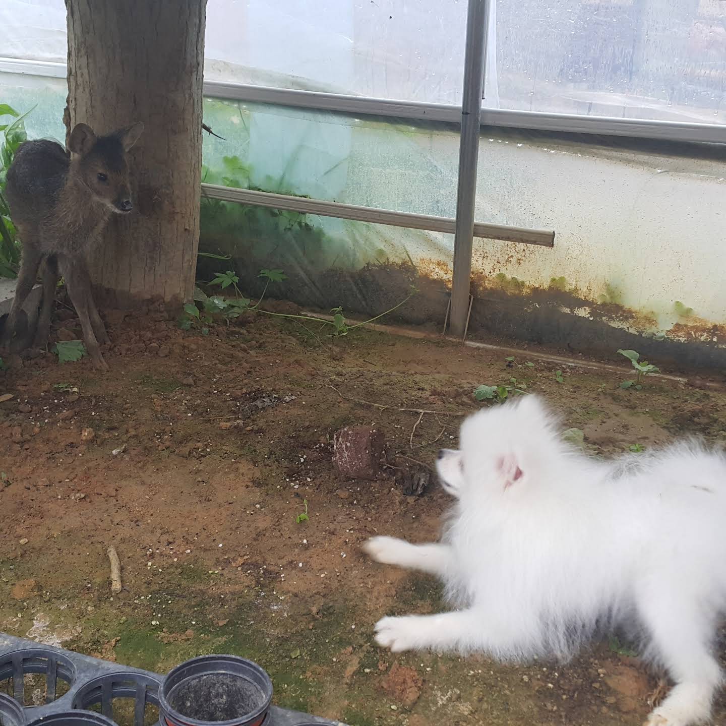 Post from [THE SOY] RuPong house