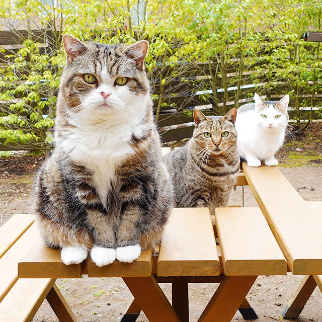 Post from I am Maru.