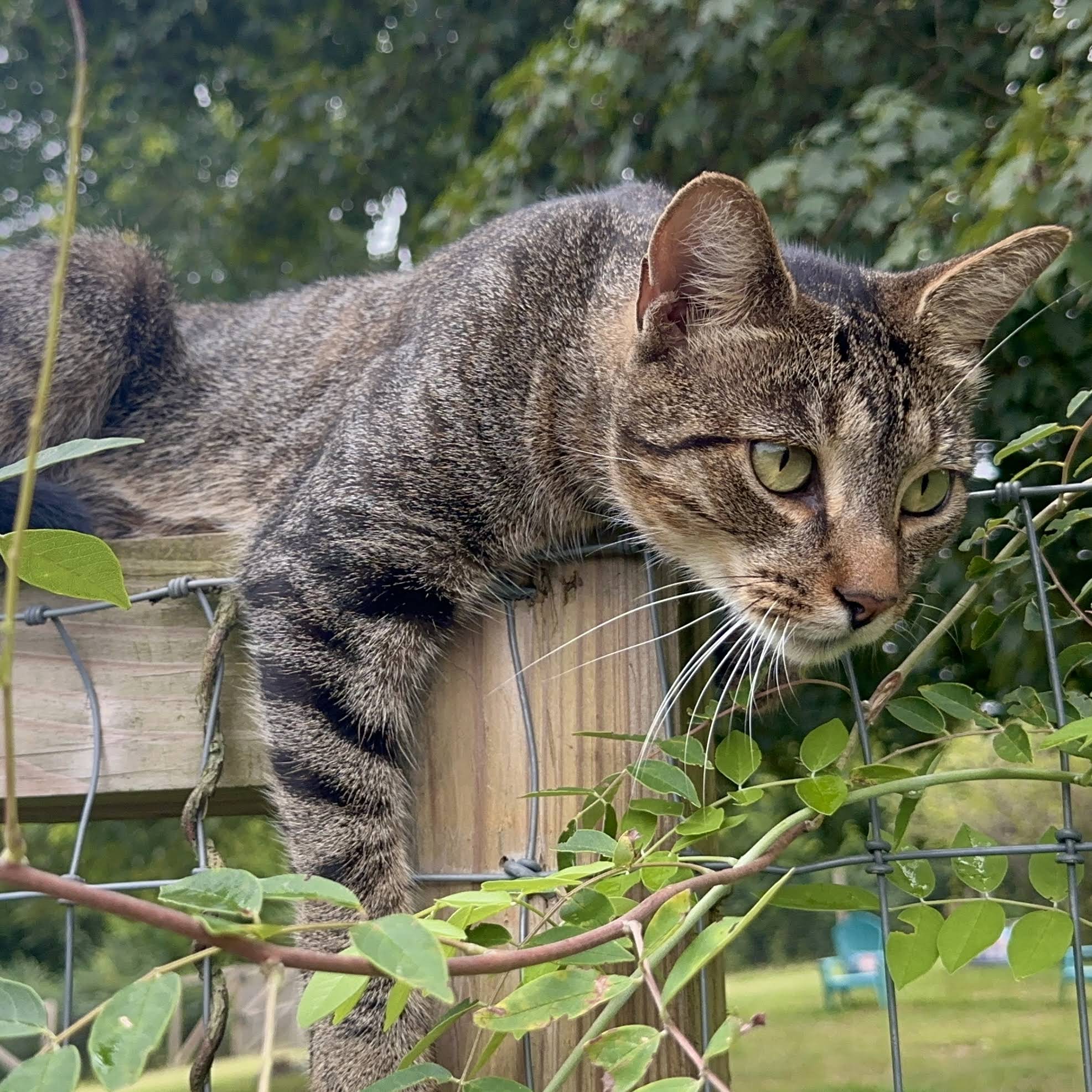 Post from Appalachia's Homestead with Patara
