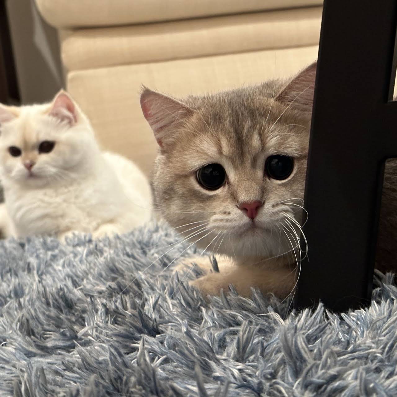 Post from meow__cash