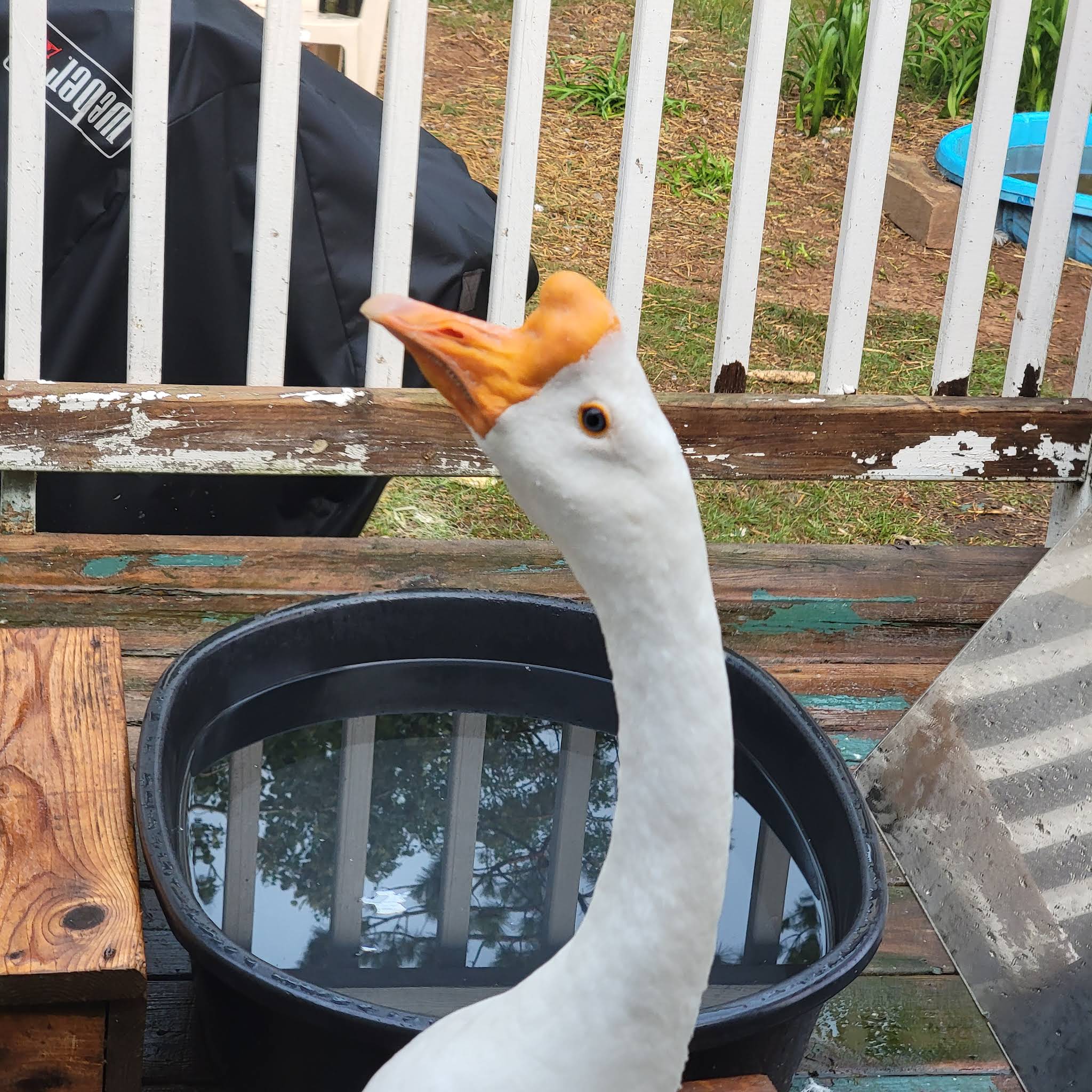 Post from George's Happy Goose family