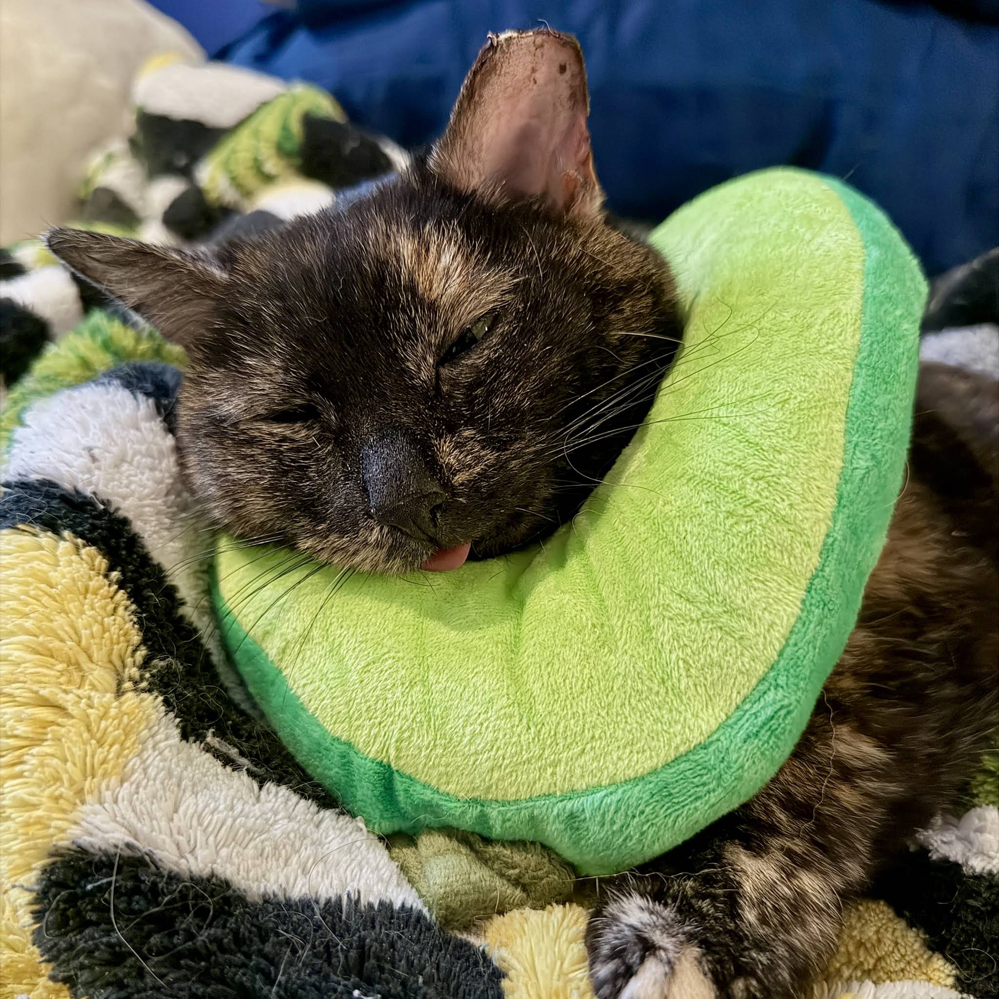 Post from Mauren | Cat Lady Tails