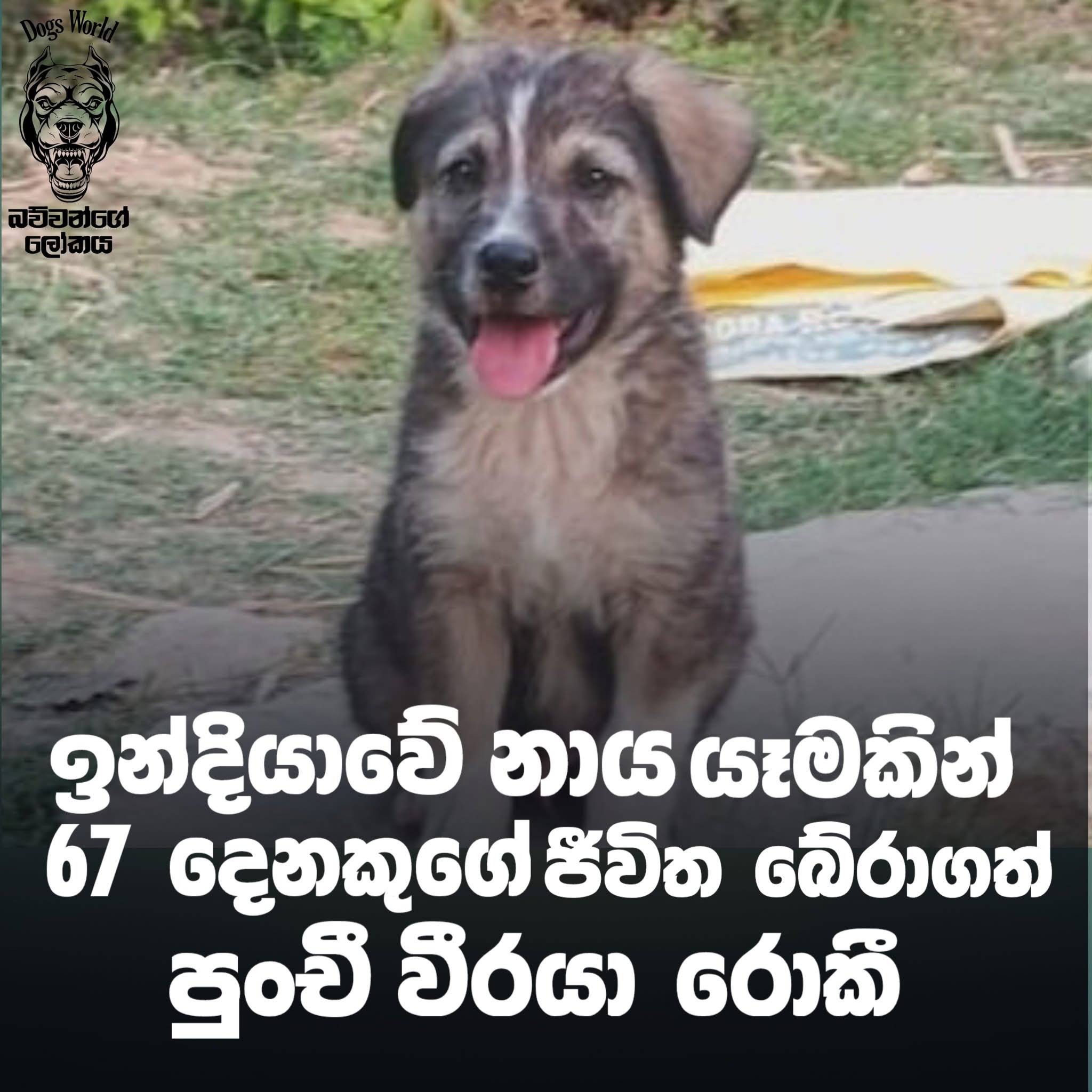 Post from SL Dog Talks