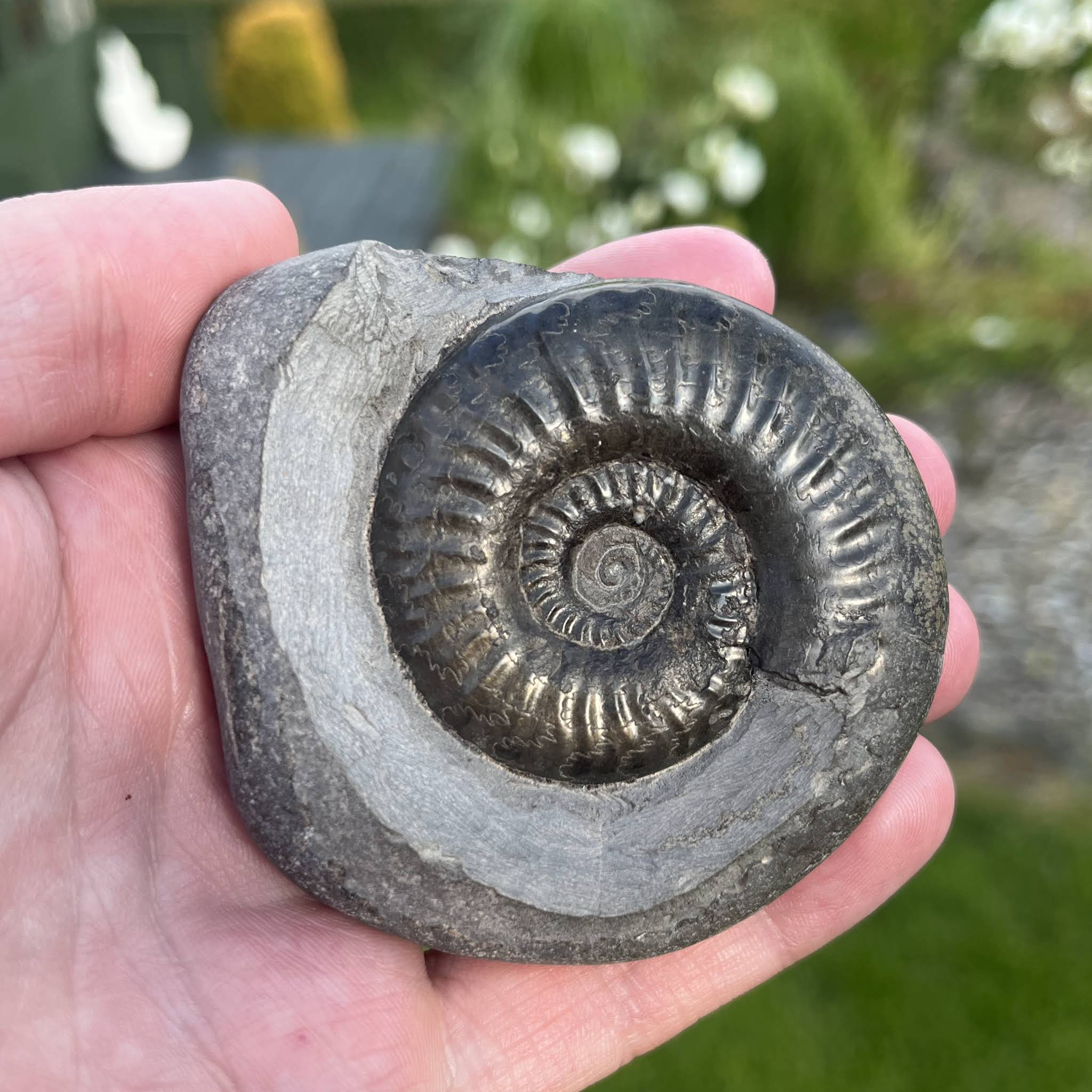 Post from Forgotten Fossils