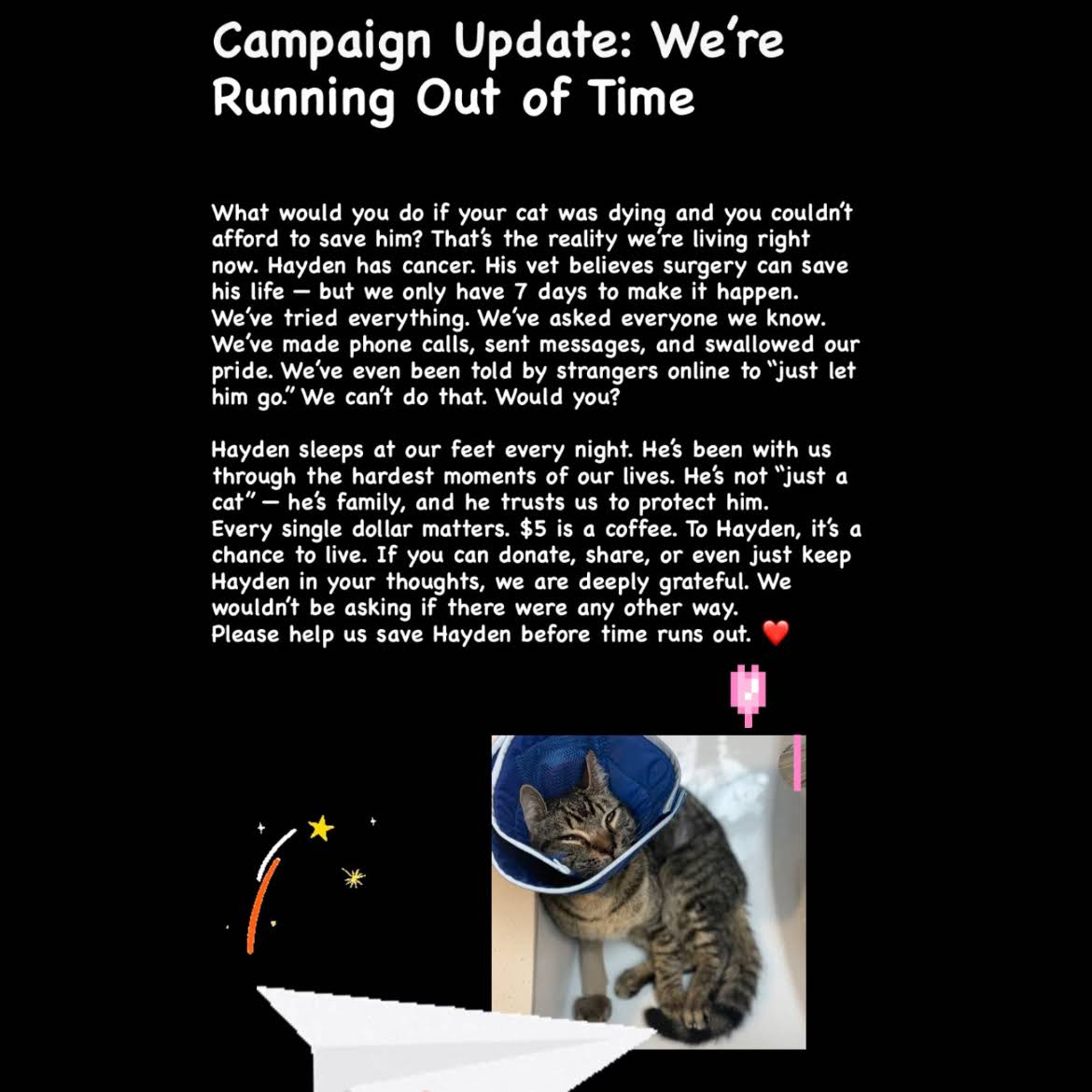Post from Hayden The Cat