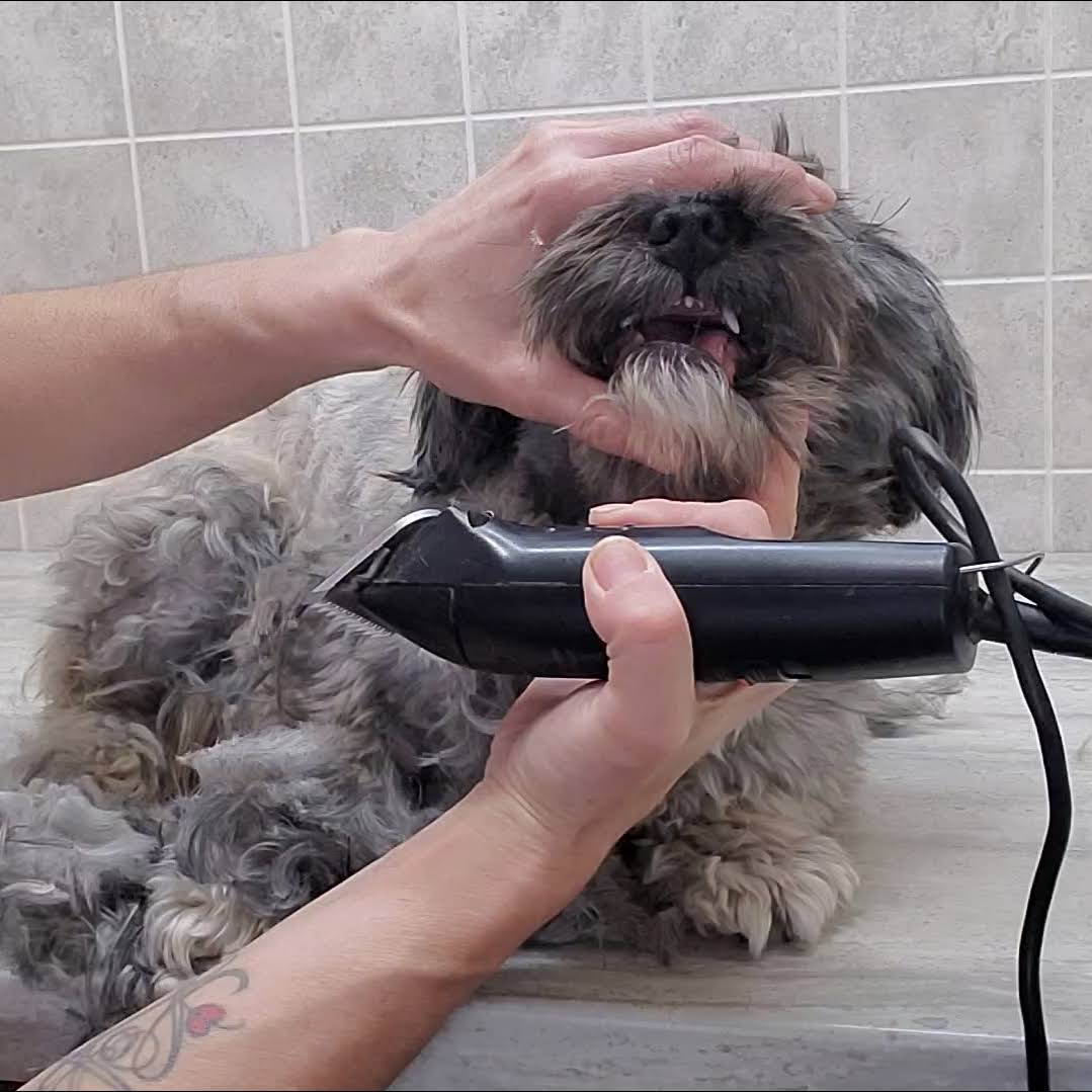 Post from K9 Clipz - Dog Grooming tips